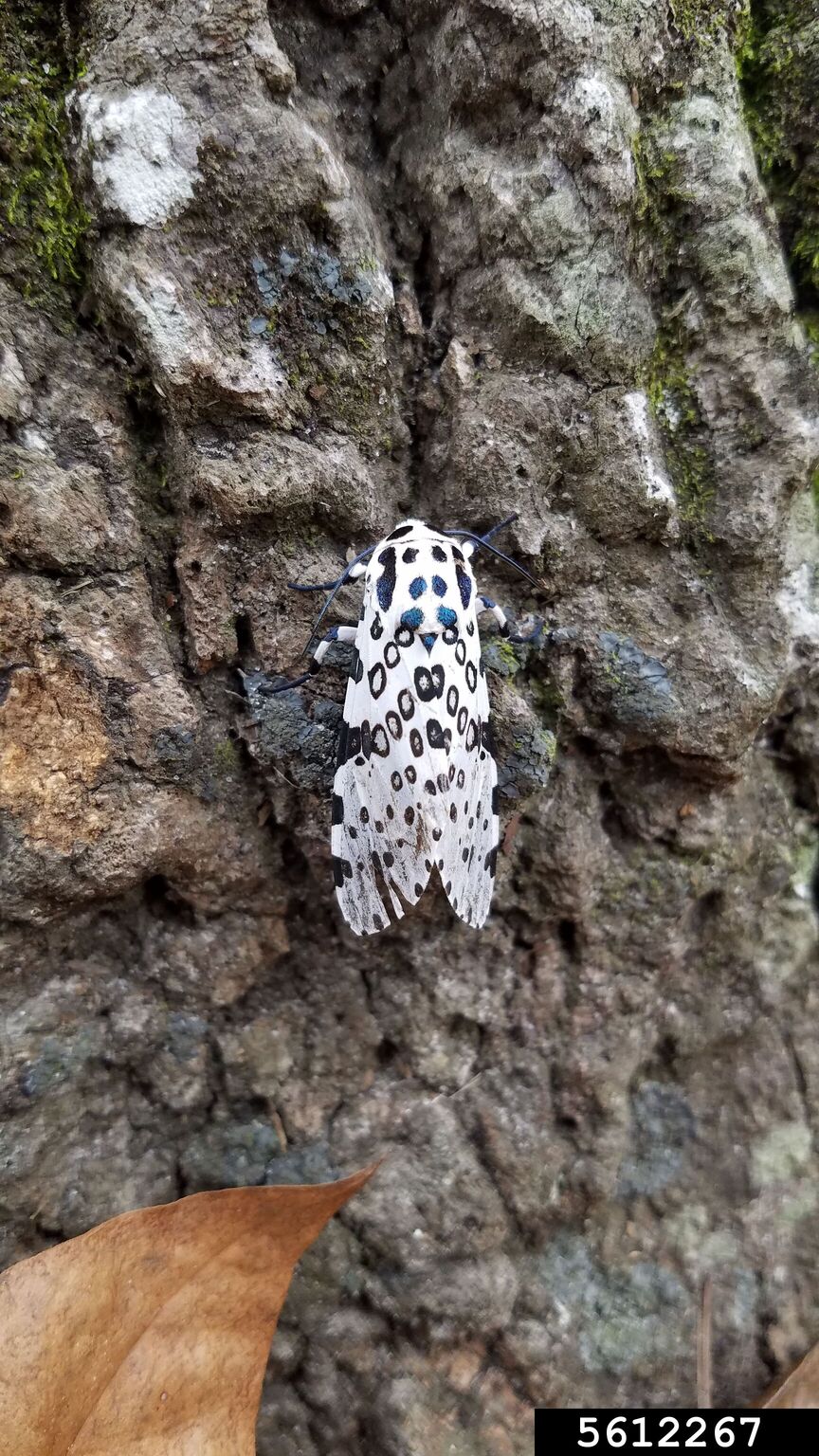 giant leopard moth (Hypercompe scribonia (Stoll, 1790))