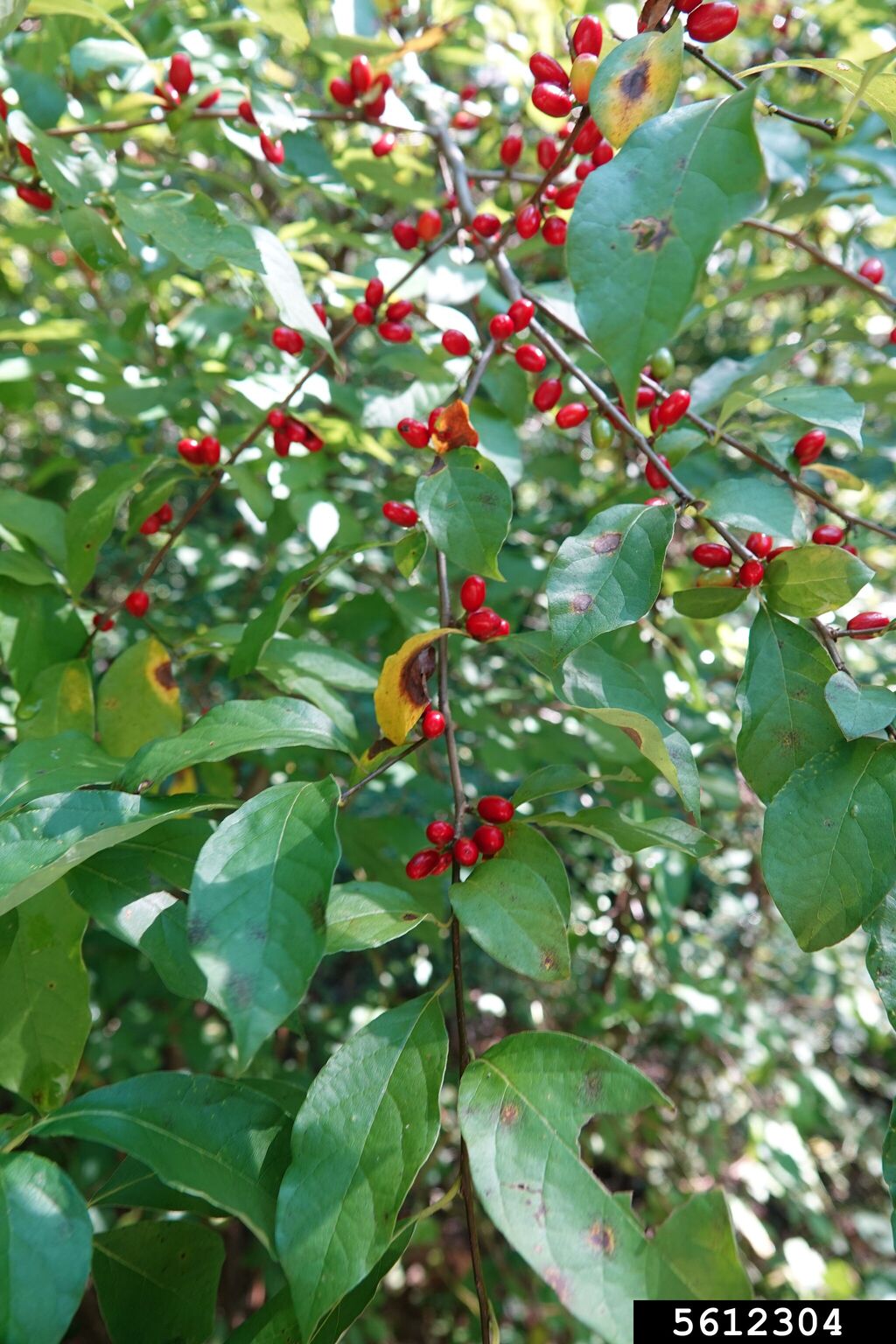 northern spicebush (Lindera benzoin (L.) Blume)