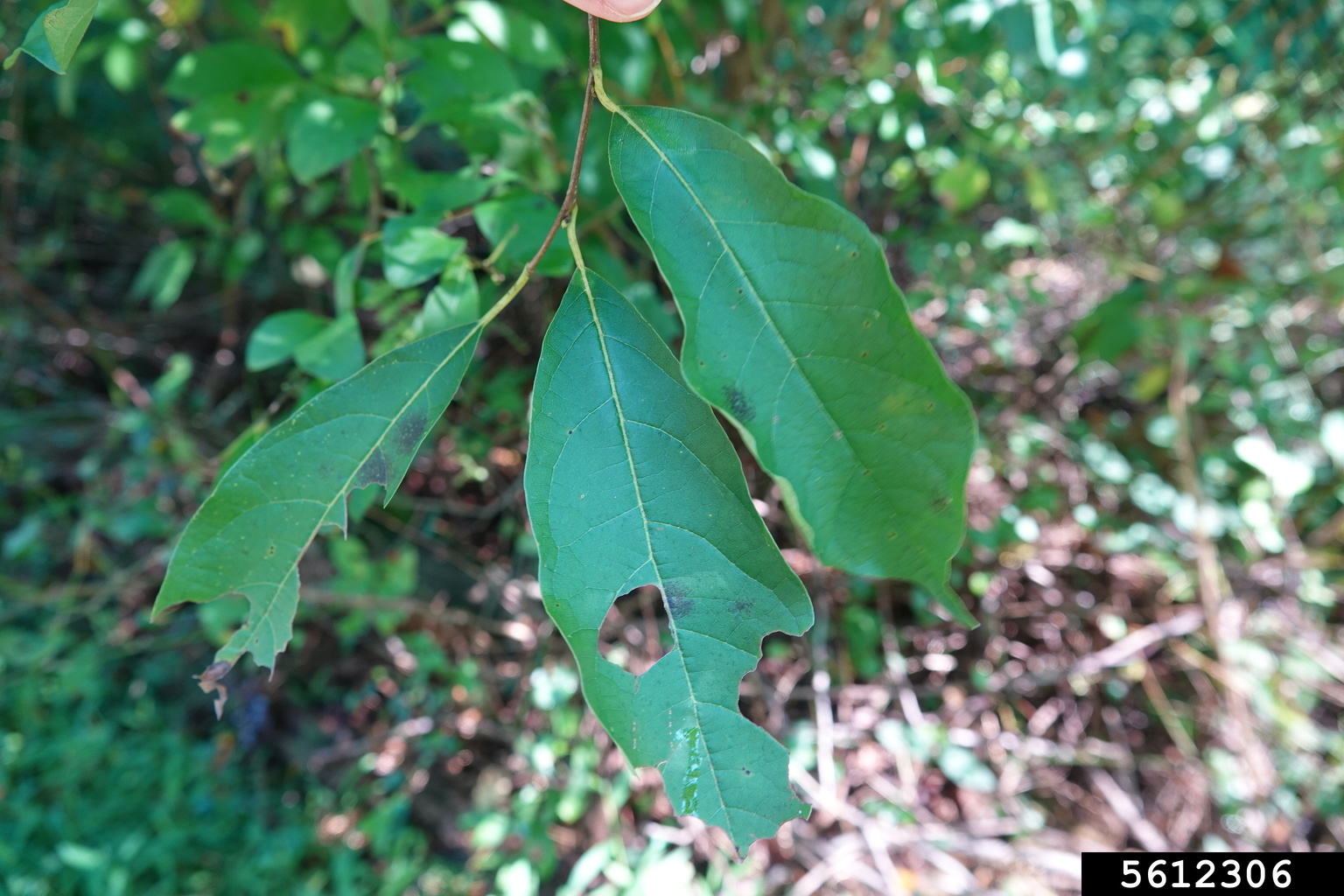 northern spicebush (Lindera benzoin (L.) Blume)
