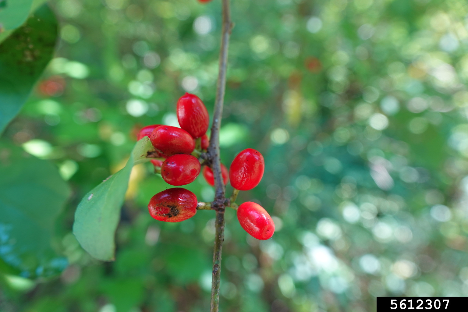 northern spicebush (Lindera benzoin (L.) Blume)
