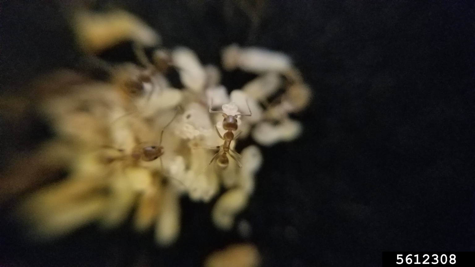 Argentine ant (Linepithema humile (Mayr))
