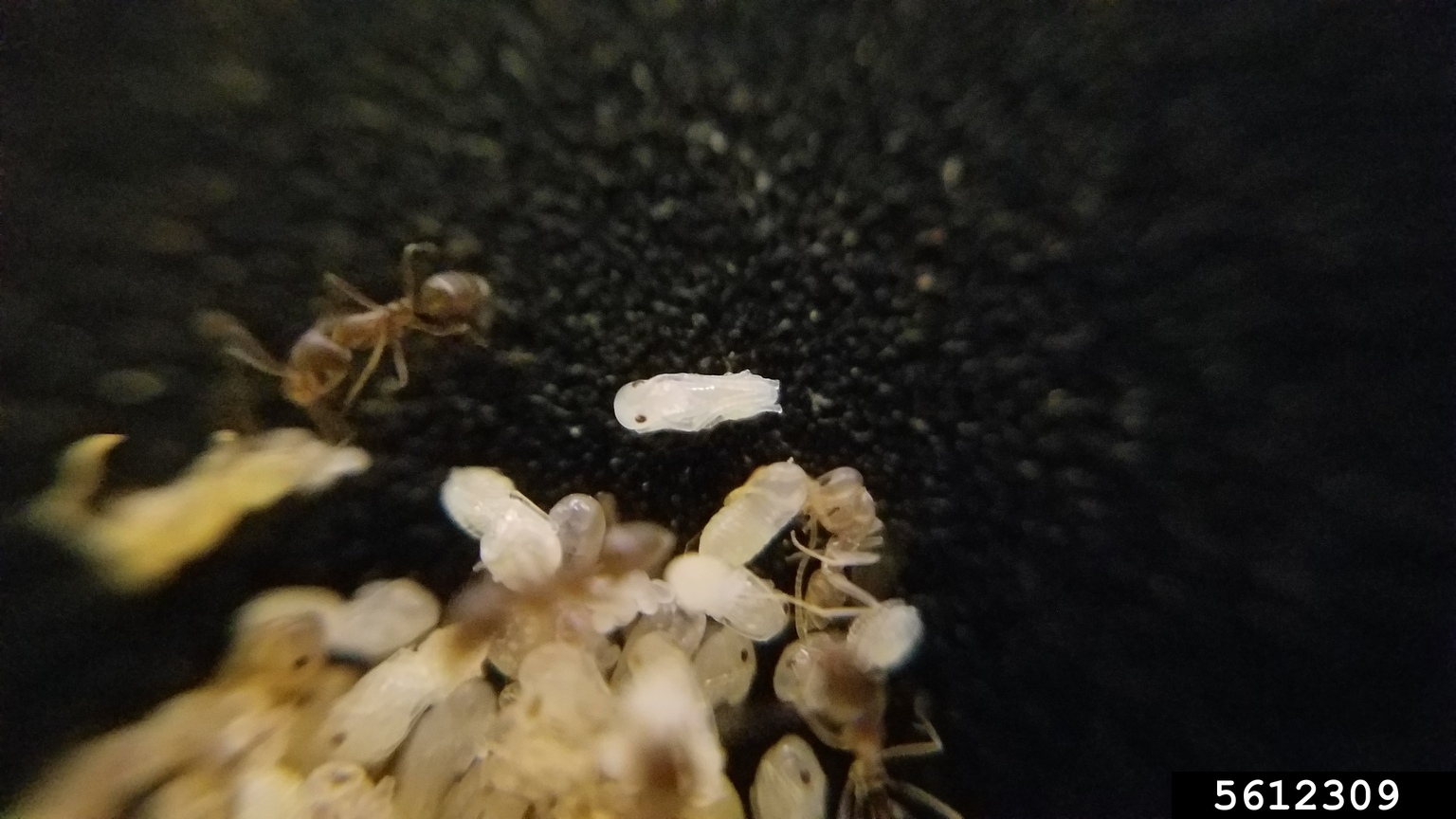 Argentine ant (Linepithema humile (Mayr))