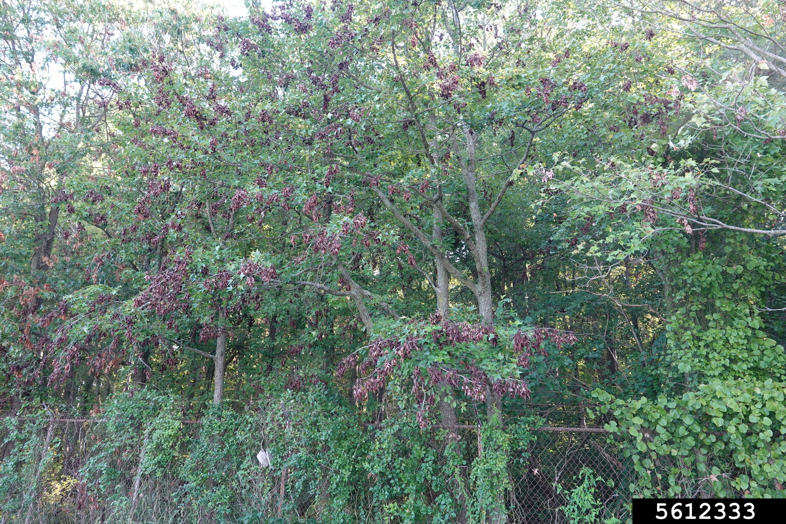 periodical cicada (Genus Magicicada)