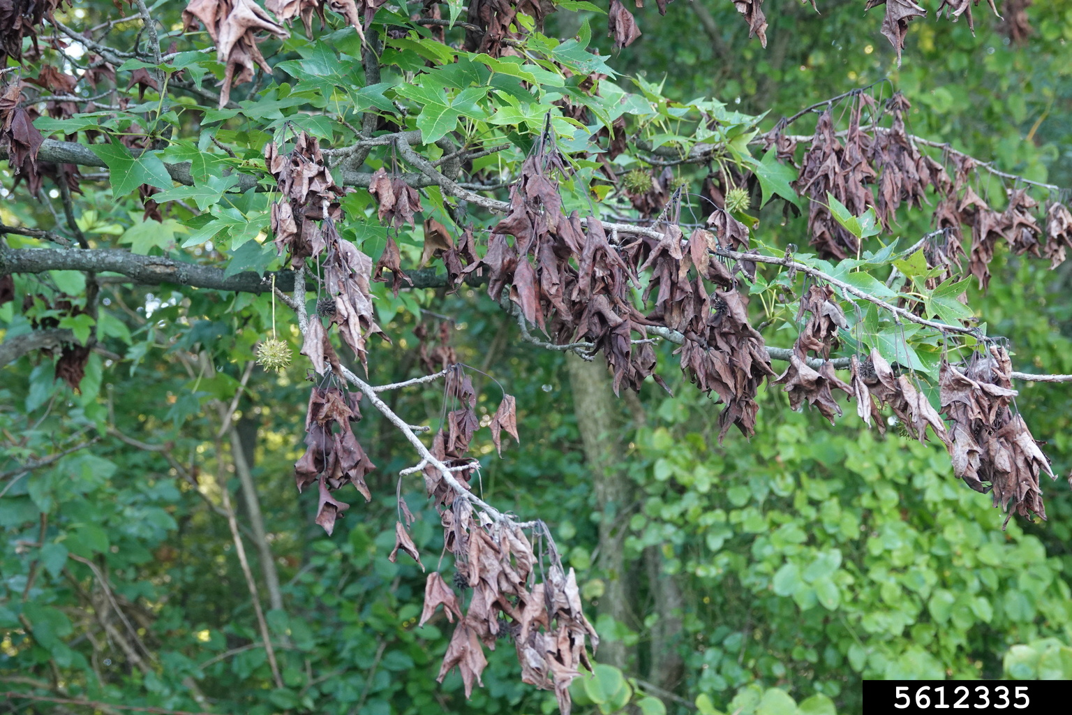 periodical cicada (Genus Magicicada)