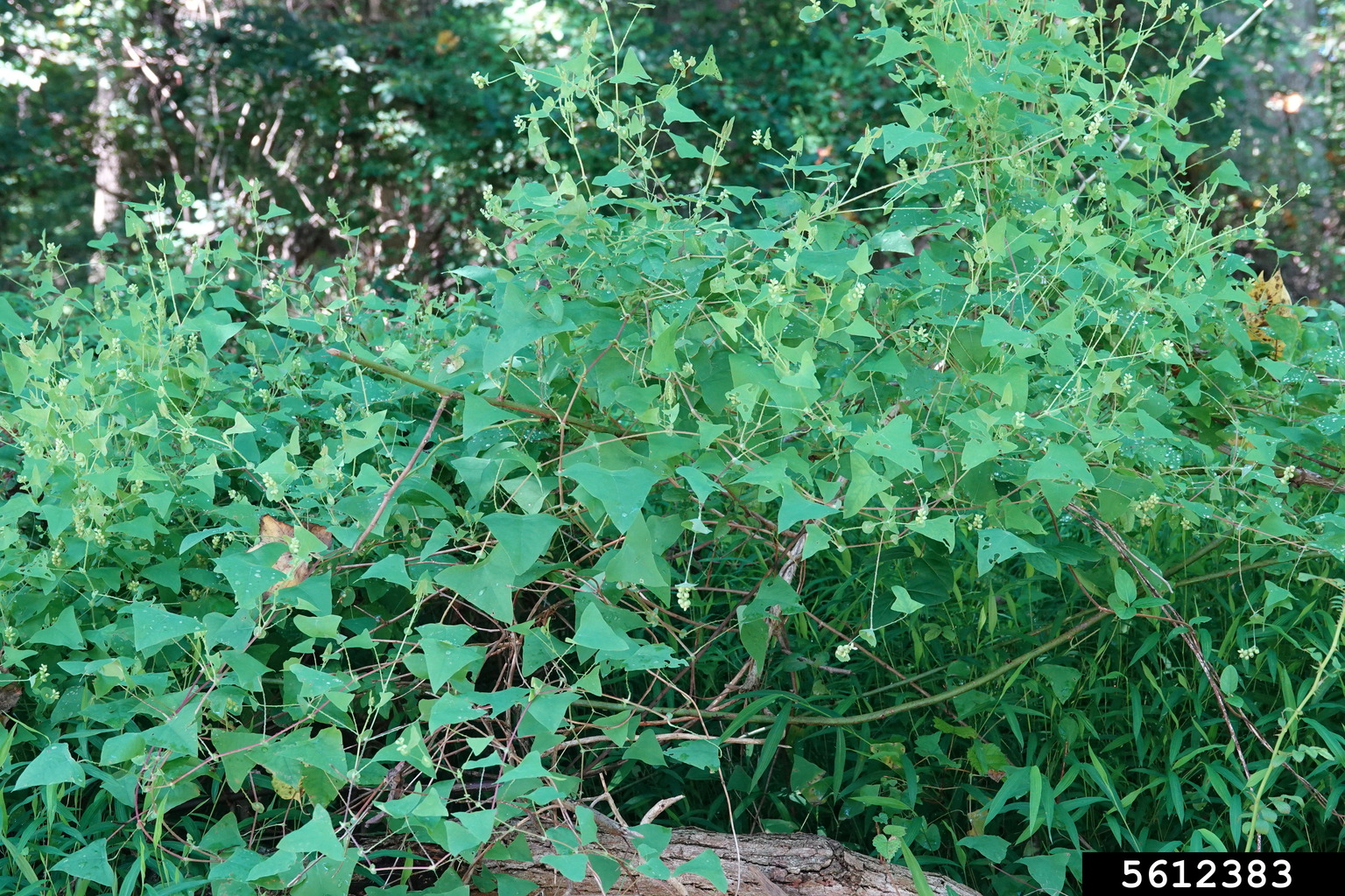 mile-a-minute vine, Asiatic tearthumb (Persicaria perfoliata (L.) H. Gross)