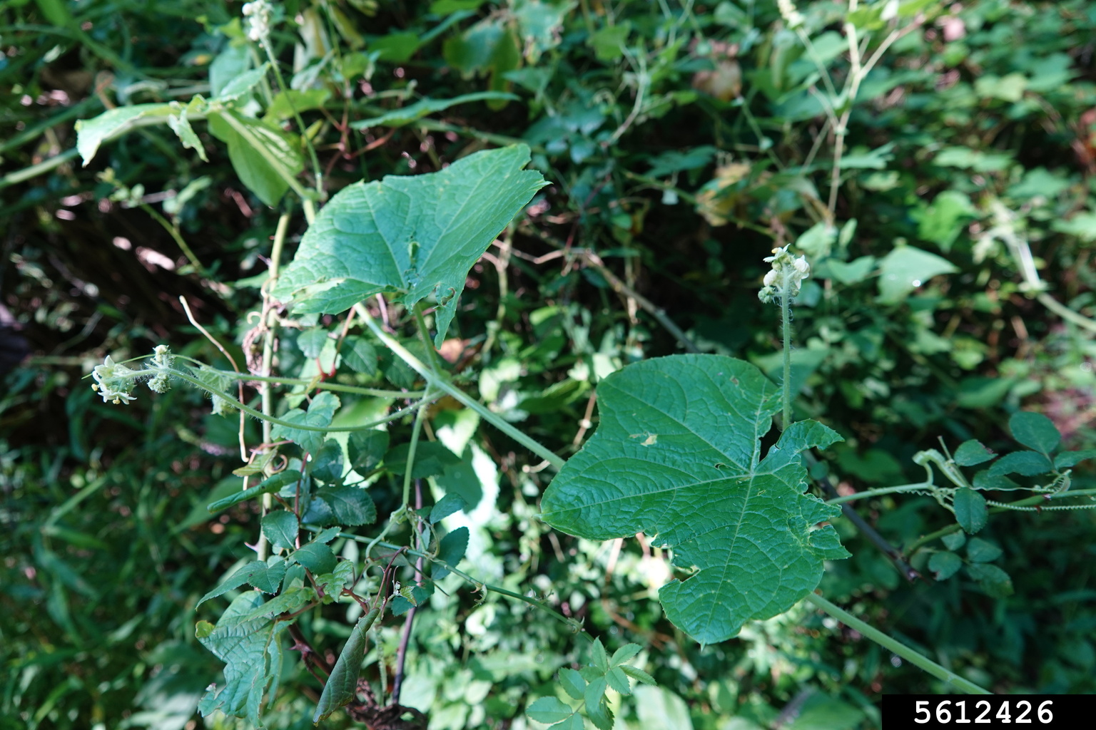 burcucumber (Sicyos angulatus L.)