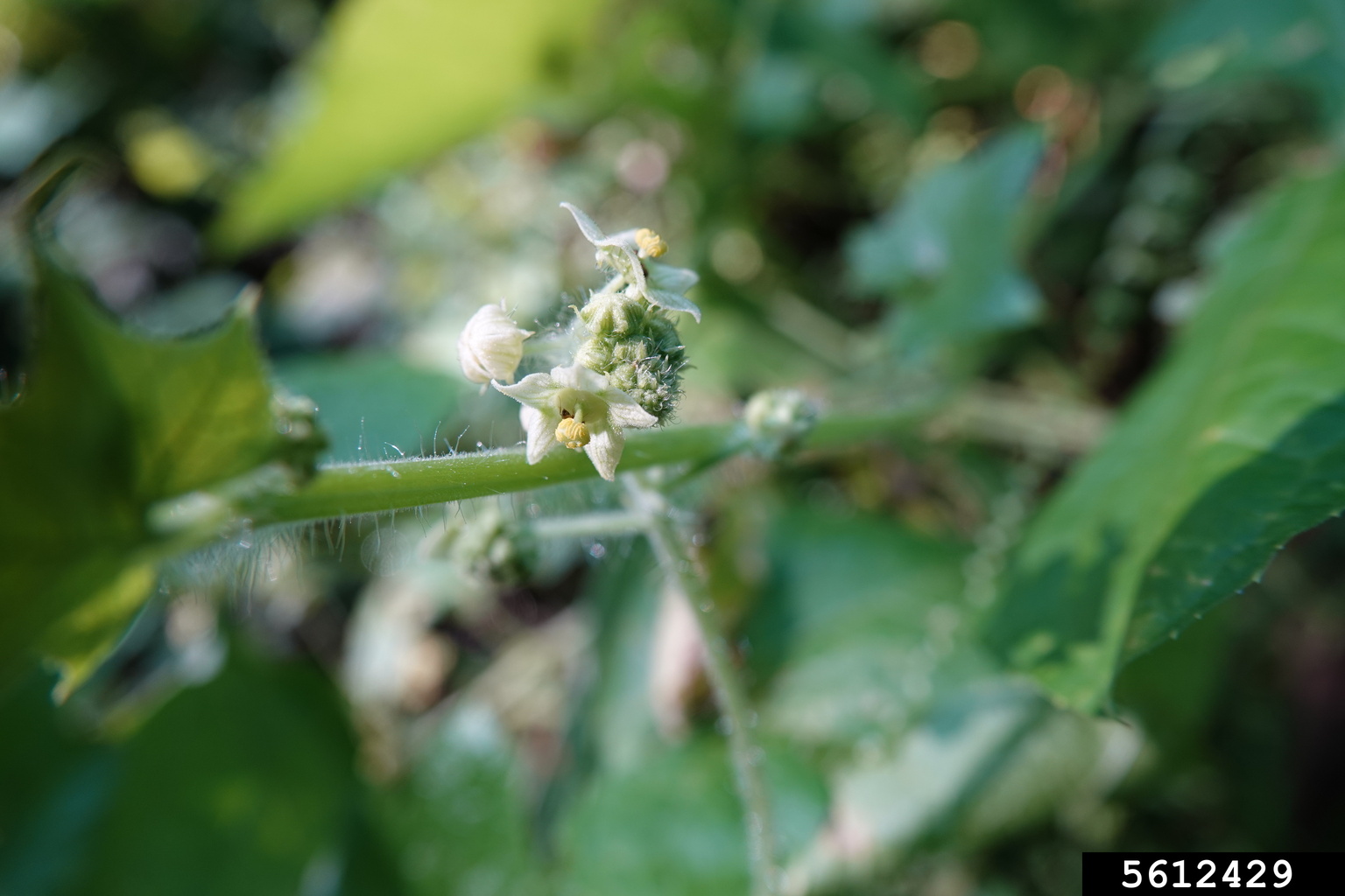 burcucumber (Sicyos angulatus L.)