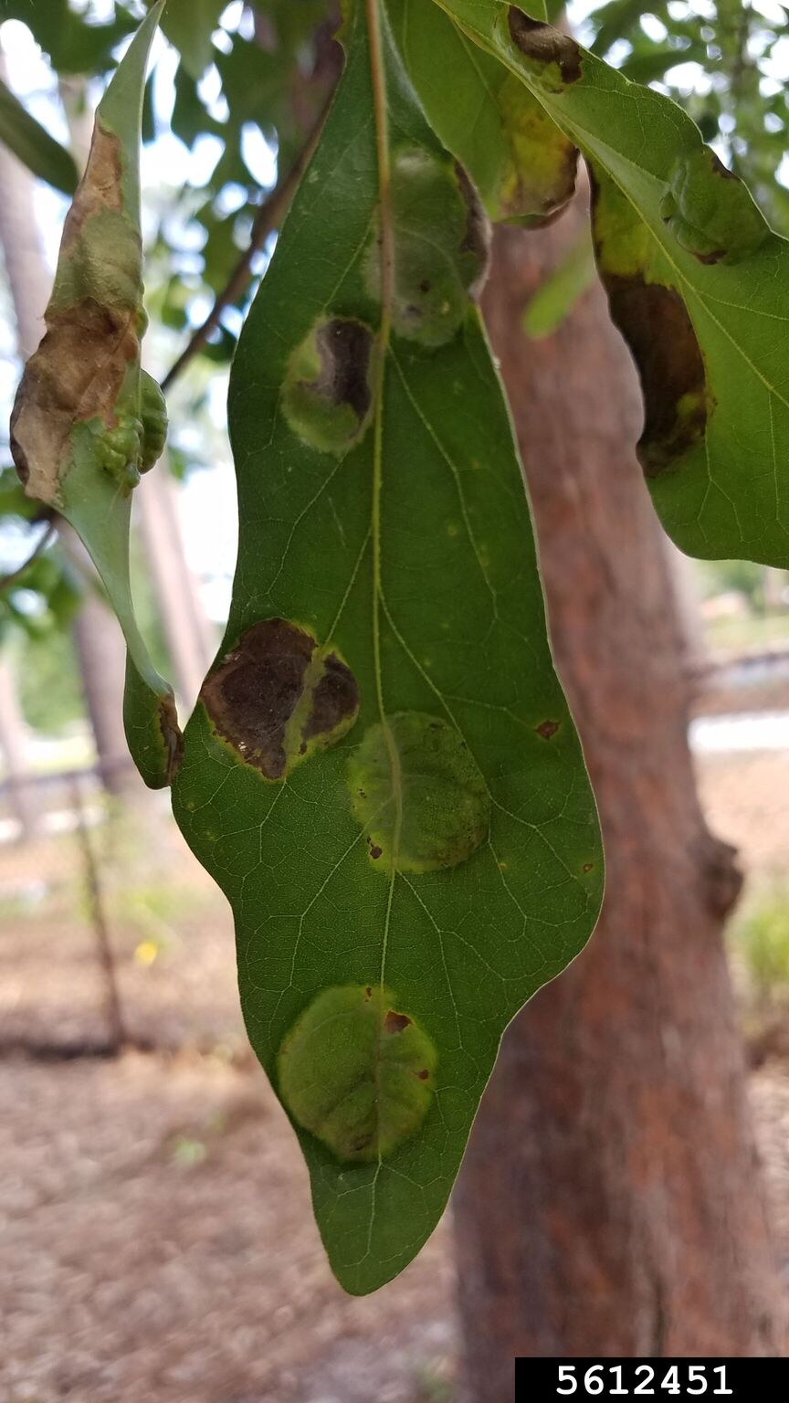 oak leaf blister (Taphrina caerulescens (Desmaz. & Mont.) Tul.)