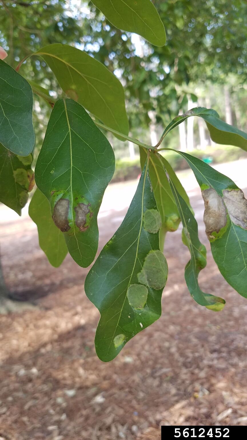 oak leaf blister (Taphrina caerulescens (Desmaz. & Mont.) Tul.)