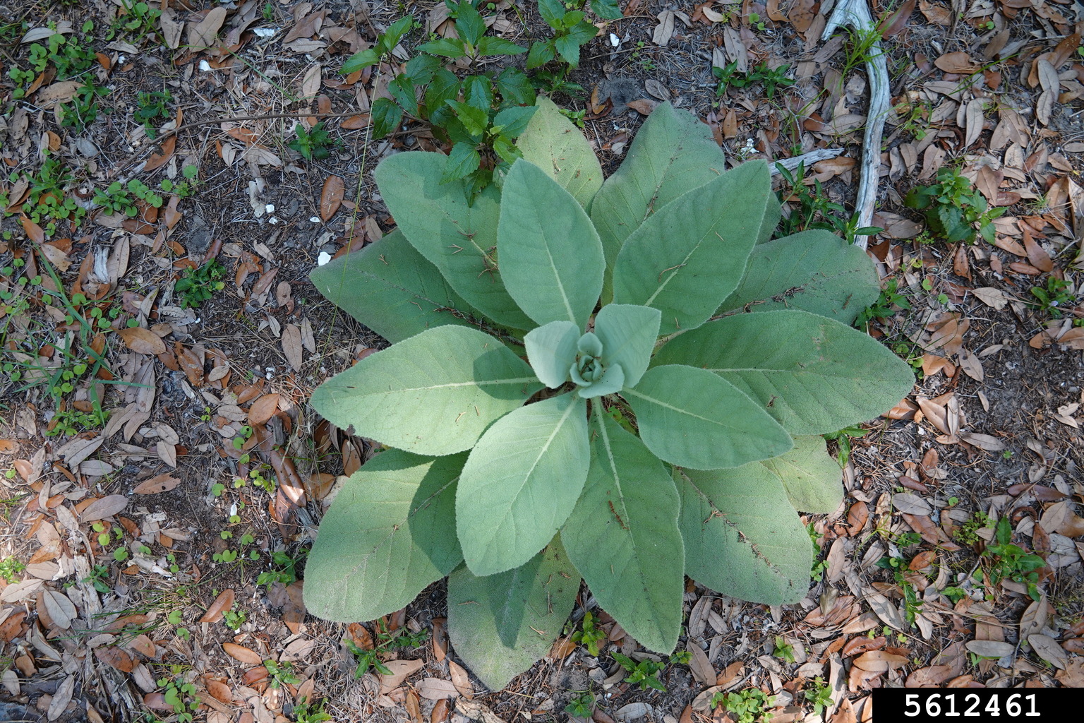 common mullein (Verbascum thapsus L.)