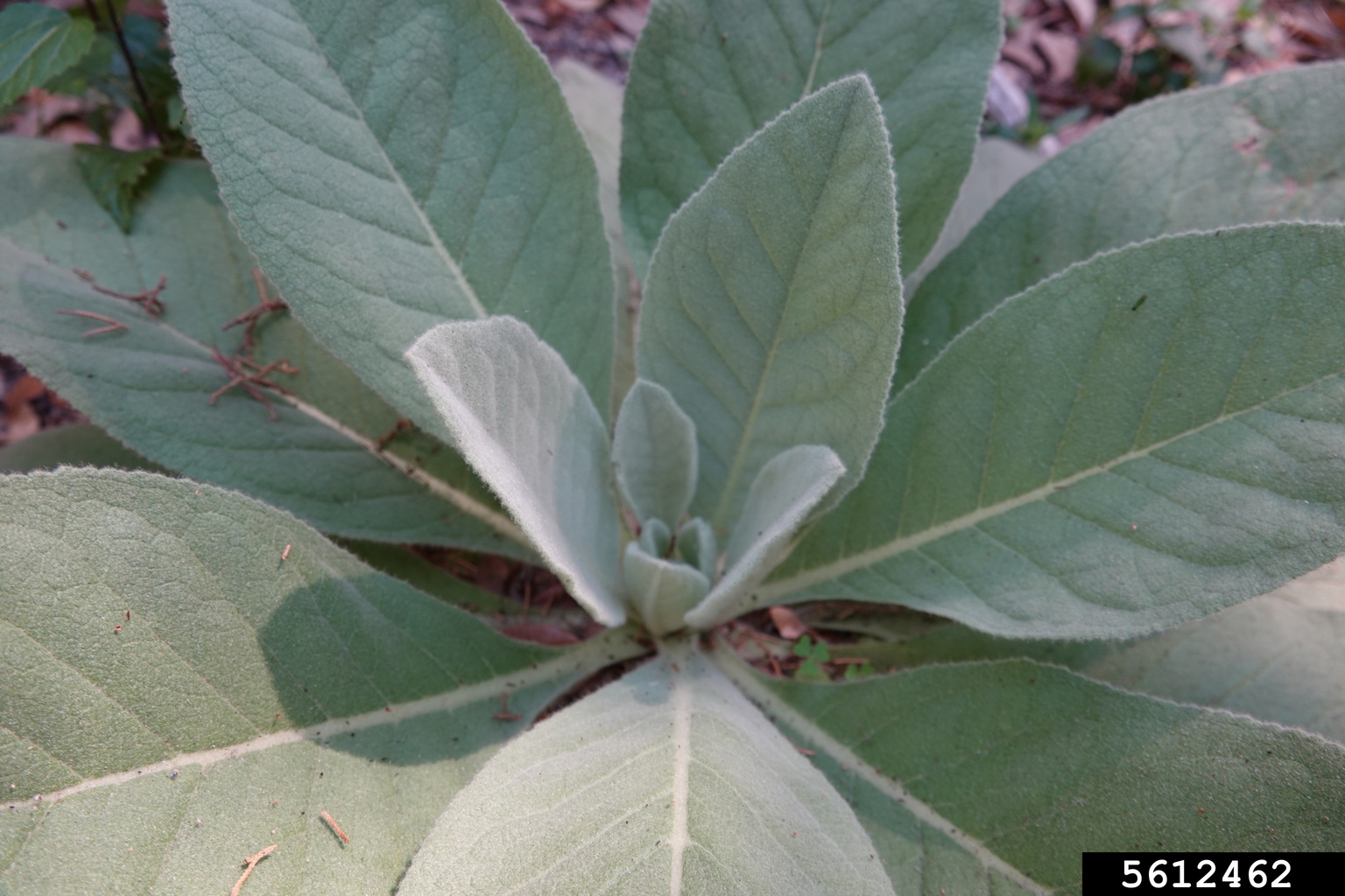 common mullein (Verbascum thapsus)