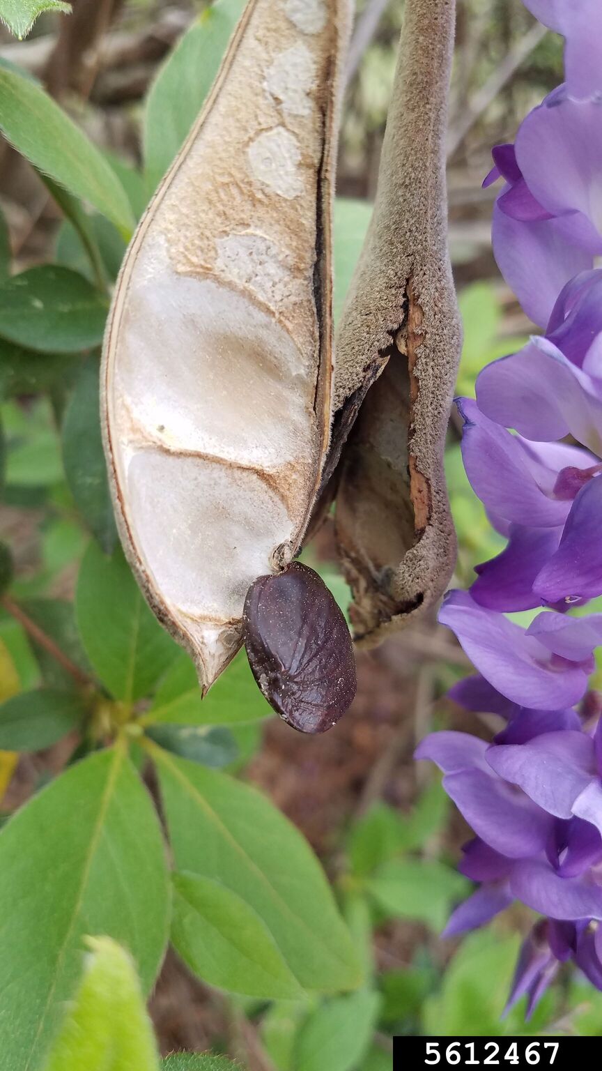 Chinese wisteria (Wisteria sinensis (Sims) DC.)