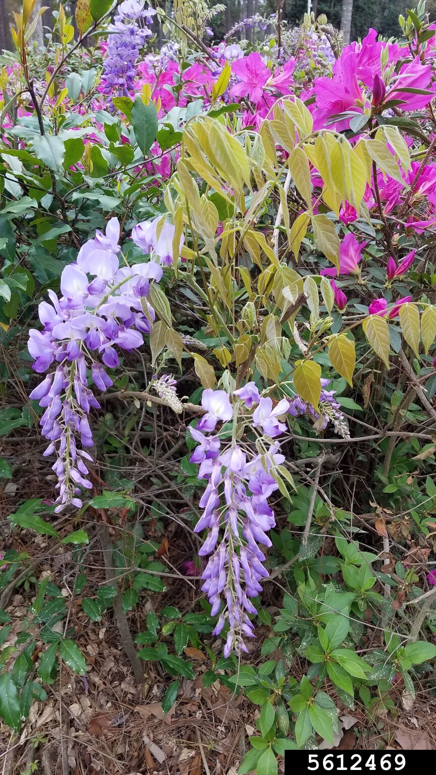 Chinese wisteria (Wisteria sinensis (Sims) DC.)