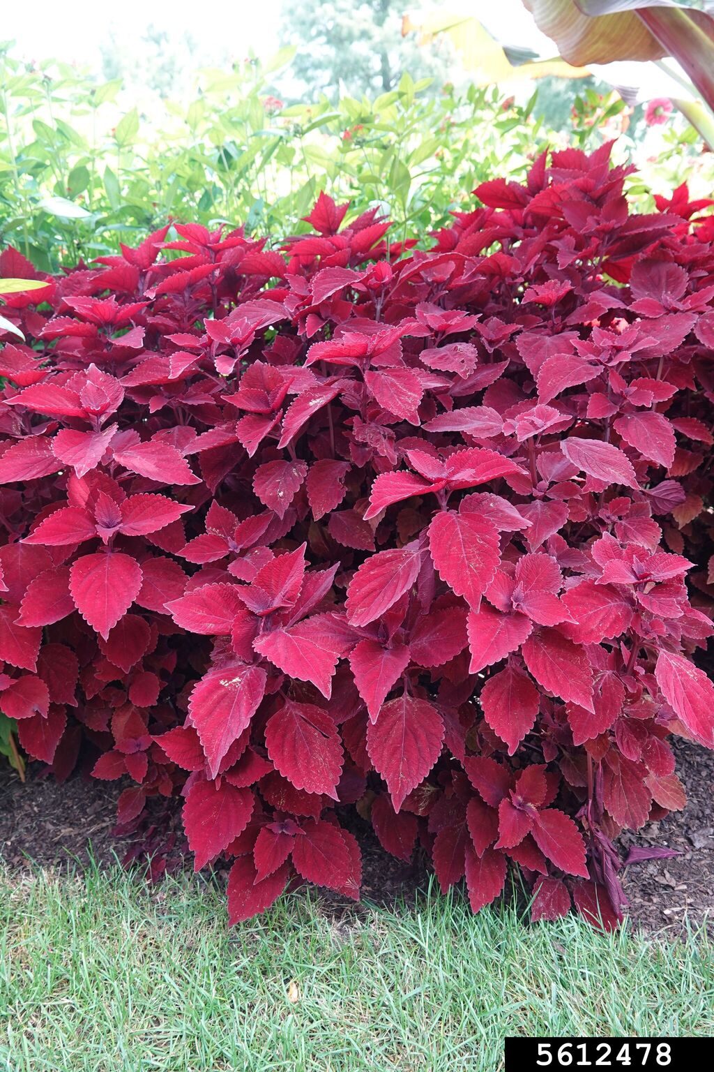 common coleus (Coleus scutellarioides (L.) Benth.)