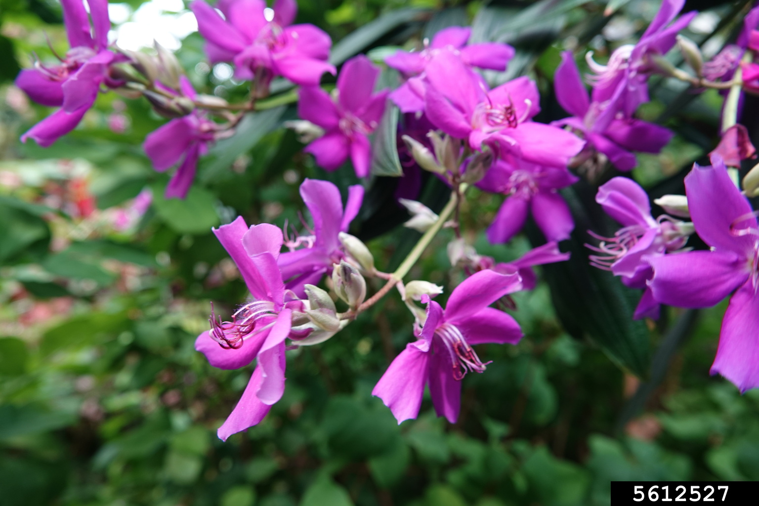 princess-flower (Tibouchina urvilleana (DC.) Cogn.)