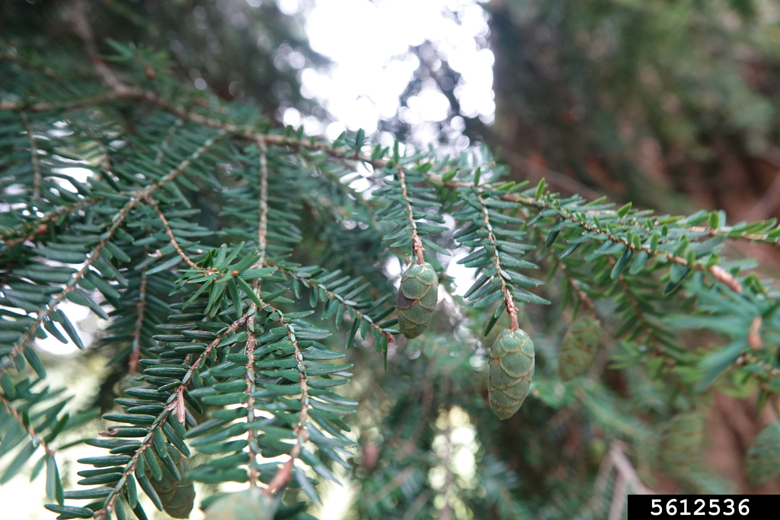 eastern hemlock (Tsuga canadensis)