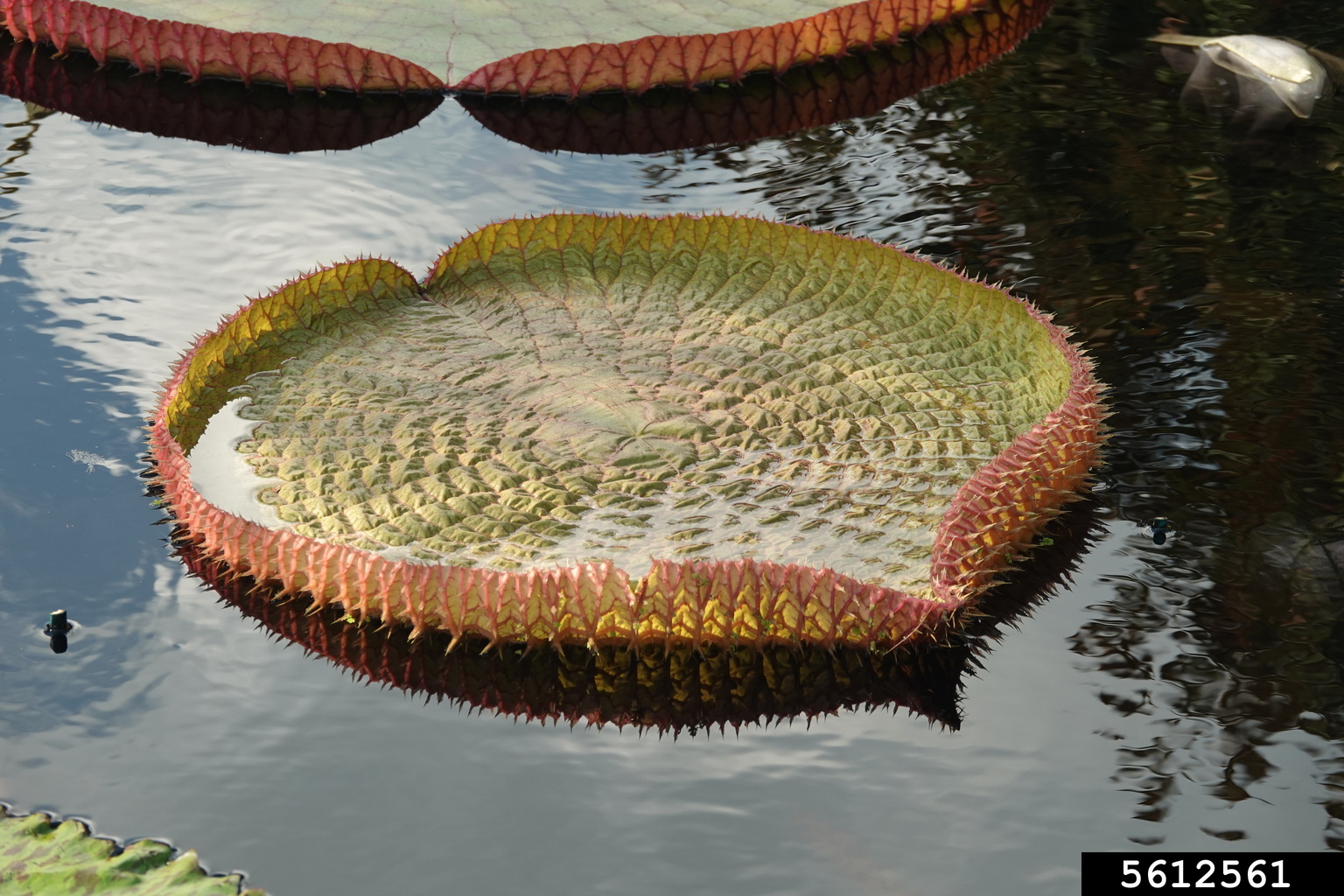Amazon water-lily (Victoria amazonica (Poepp.) J.C. Sowerby)