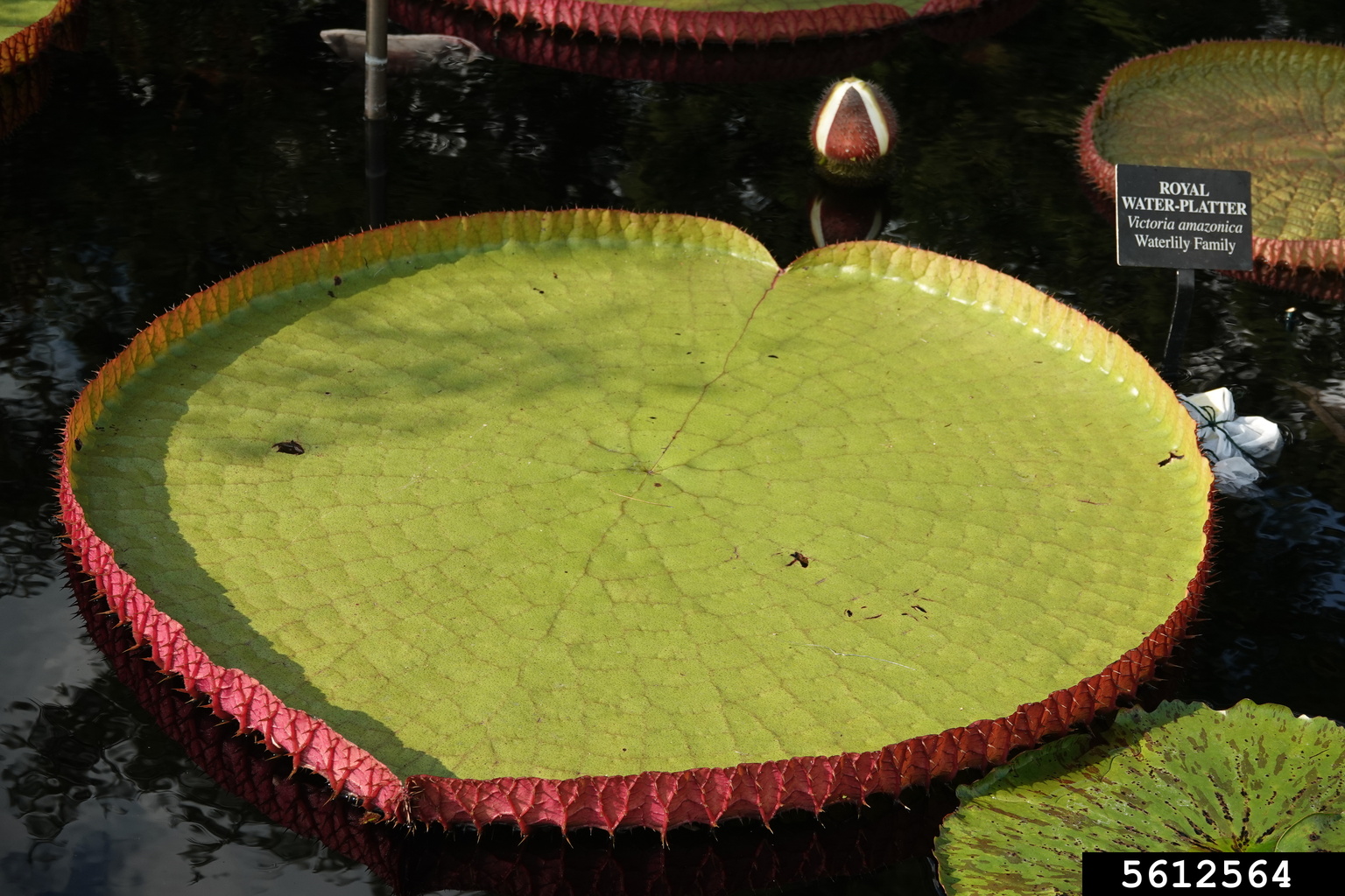 Amazon water-lily (Victoria amazonica (Poepp.) J.C. Sowerby)