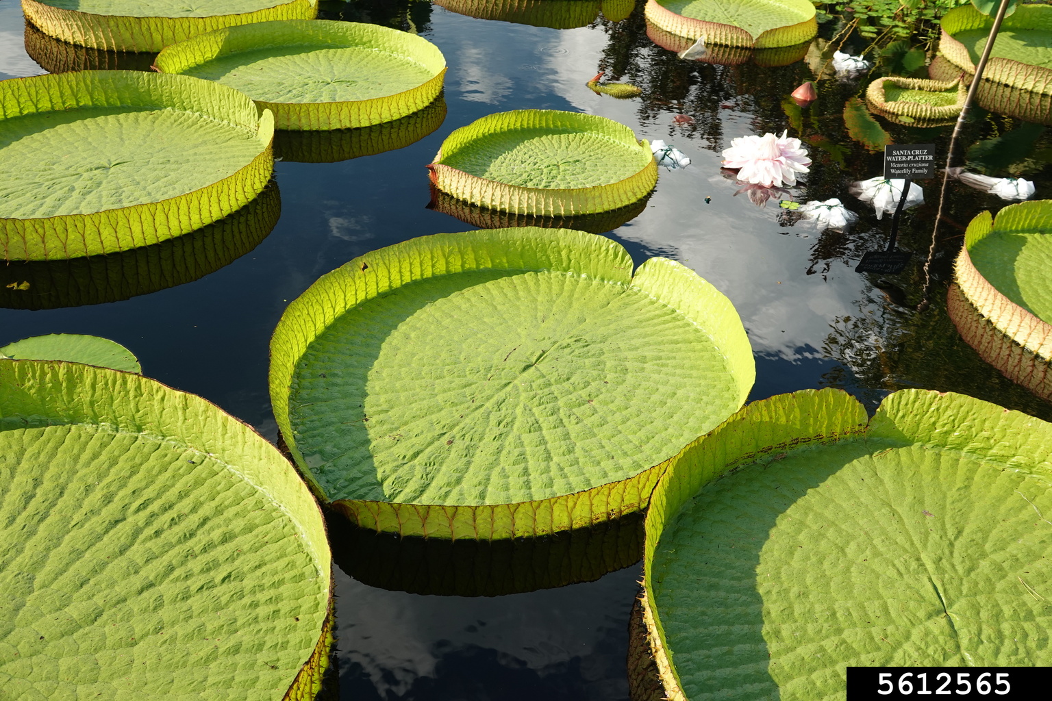 Santa Cruz water-lily (Victoria cruziana A.D. Orb.)