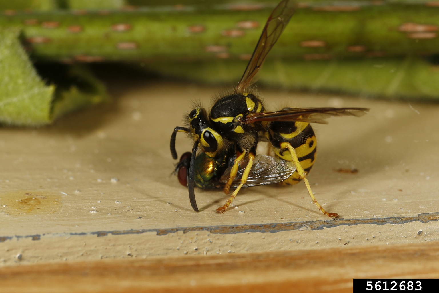 German yellowjacket (Vespula germanica (Fabricius))