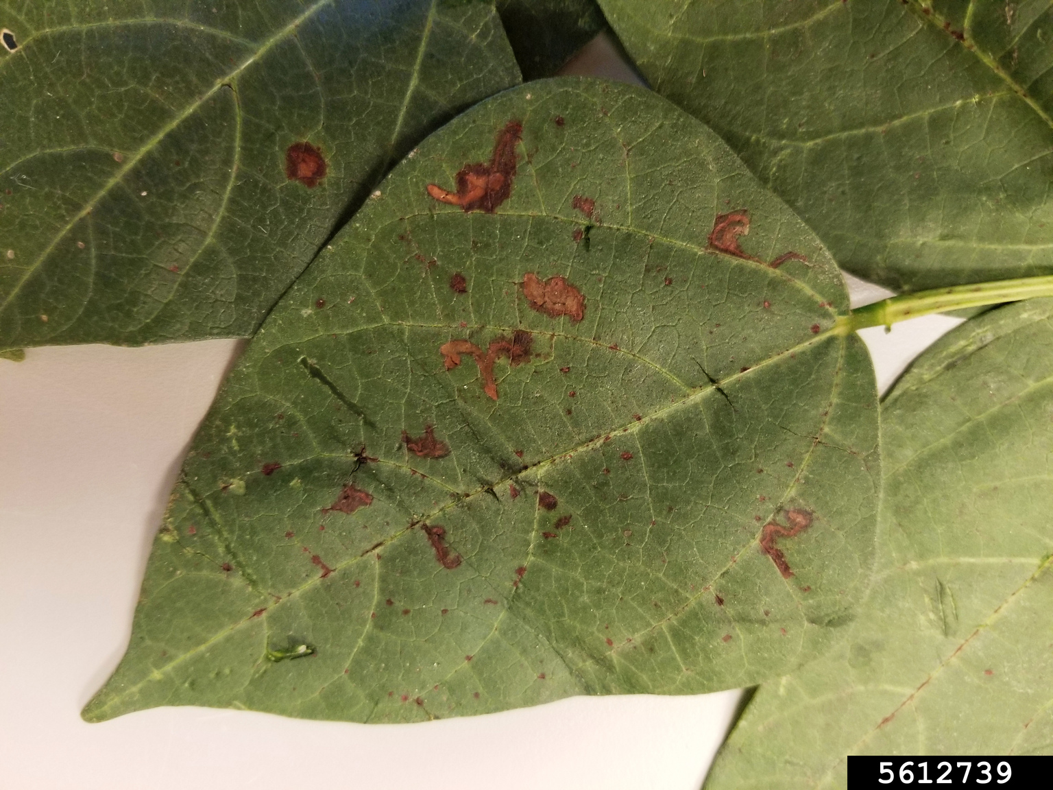 bacterial brown spot of bean/canker of stone fruit, twig blight ...