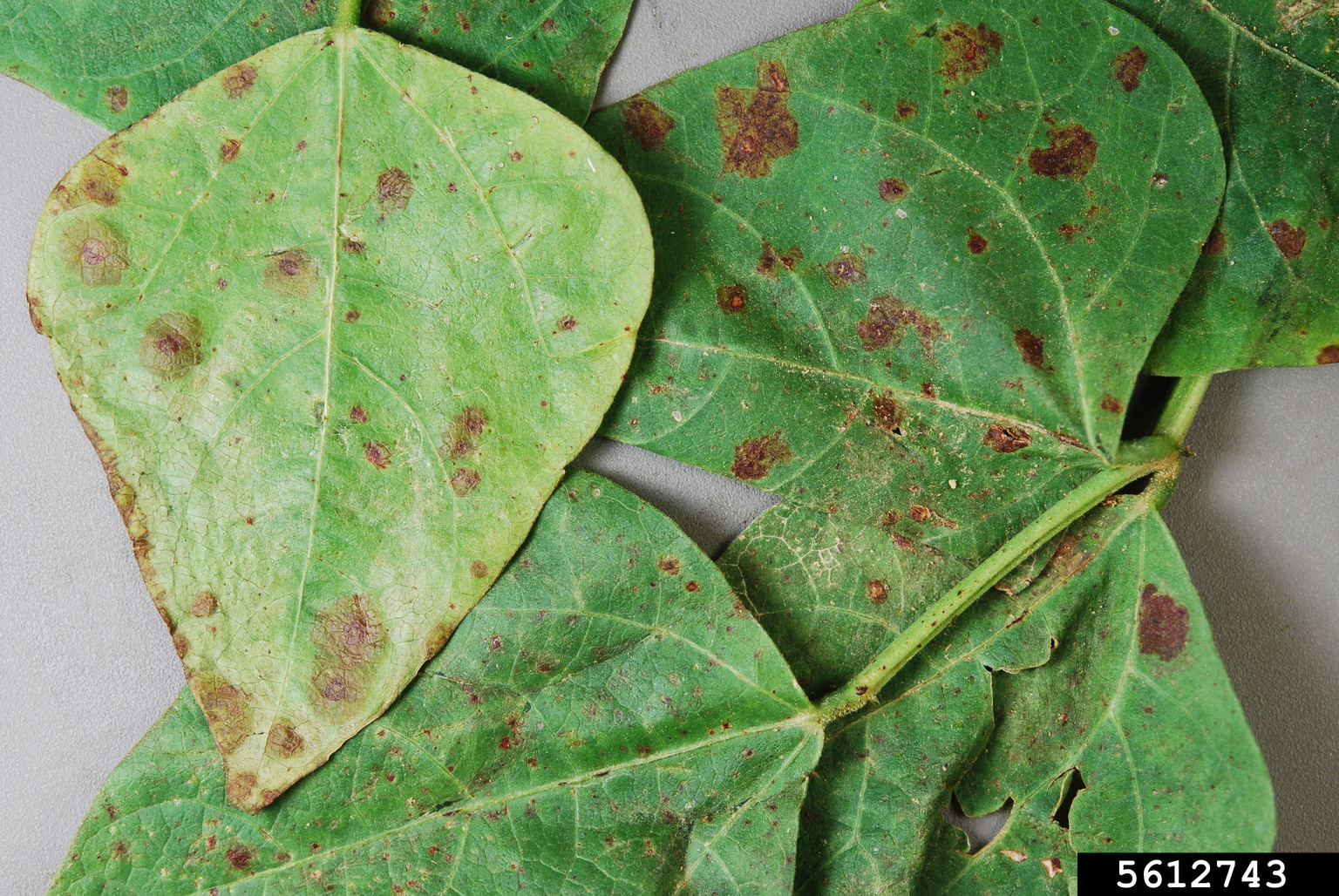 bacterial brown spot of bean/canker of stone fruit, twig blight ...