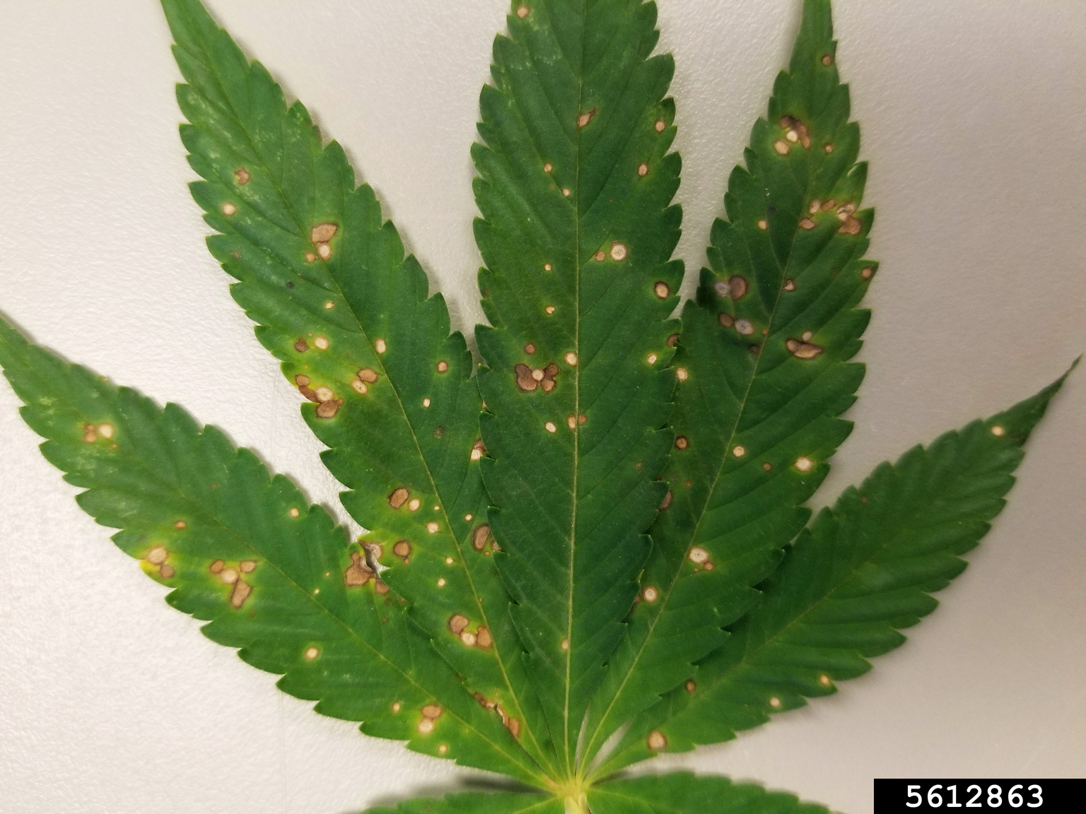 Cercospora leaf spot (Cercospora cannabis Hara & Fukui)