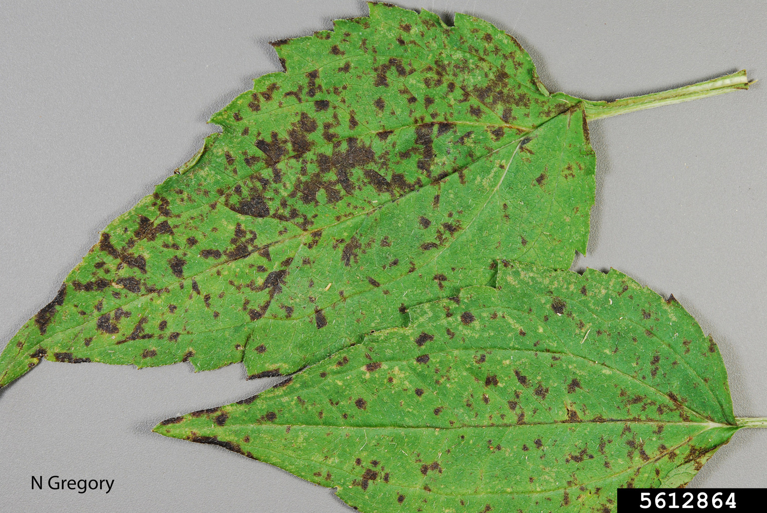 Septoria leaf spot (Septoria rudbeckiae)