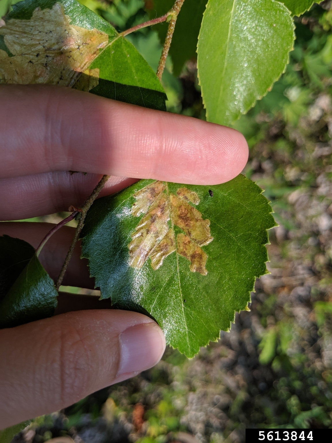 Birch Leafminer (Fenusa pumila)