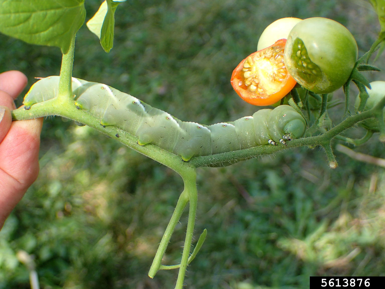tobacco hornworm (Manduca sexta)