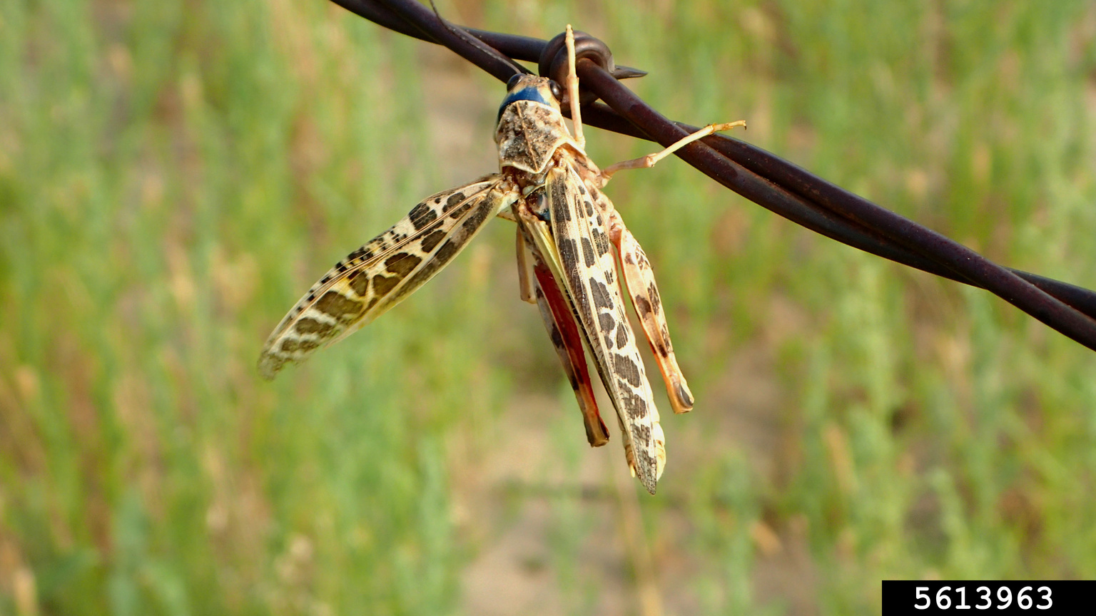 red-shanked grasshopper (Xanthippus corallipes (Haldeman, 1852))