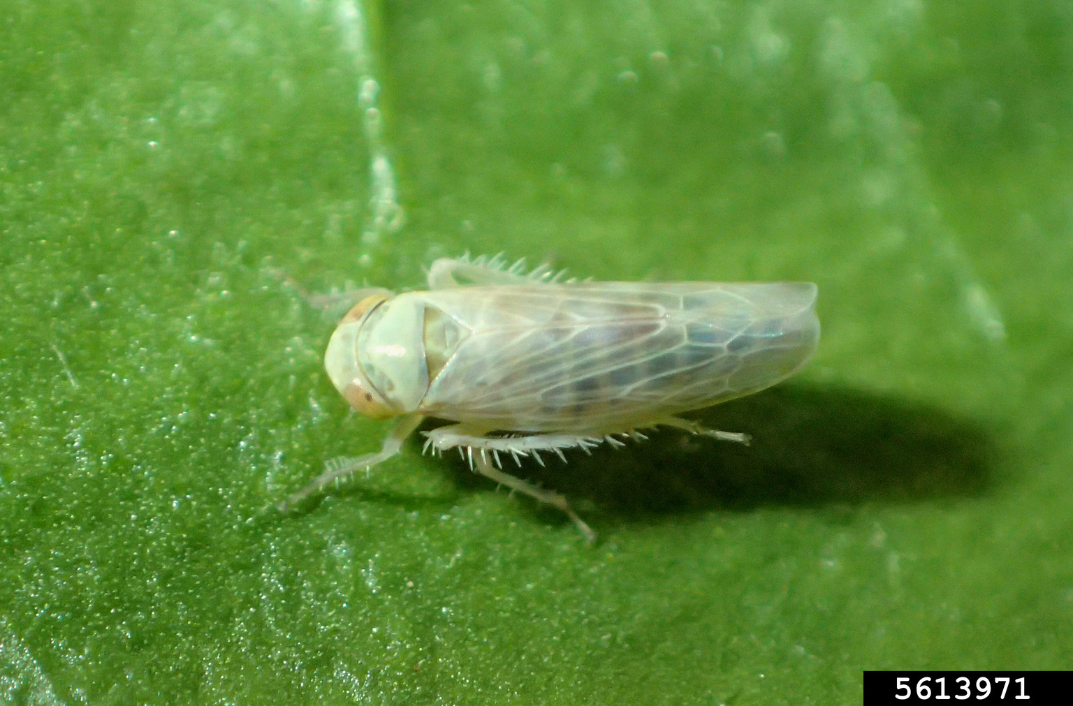 beet leafhopper (Neoaliturus tenellus (Baker, 1896))