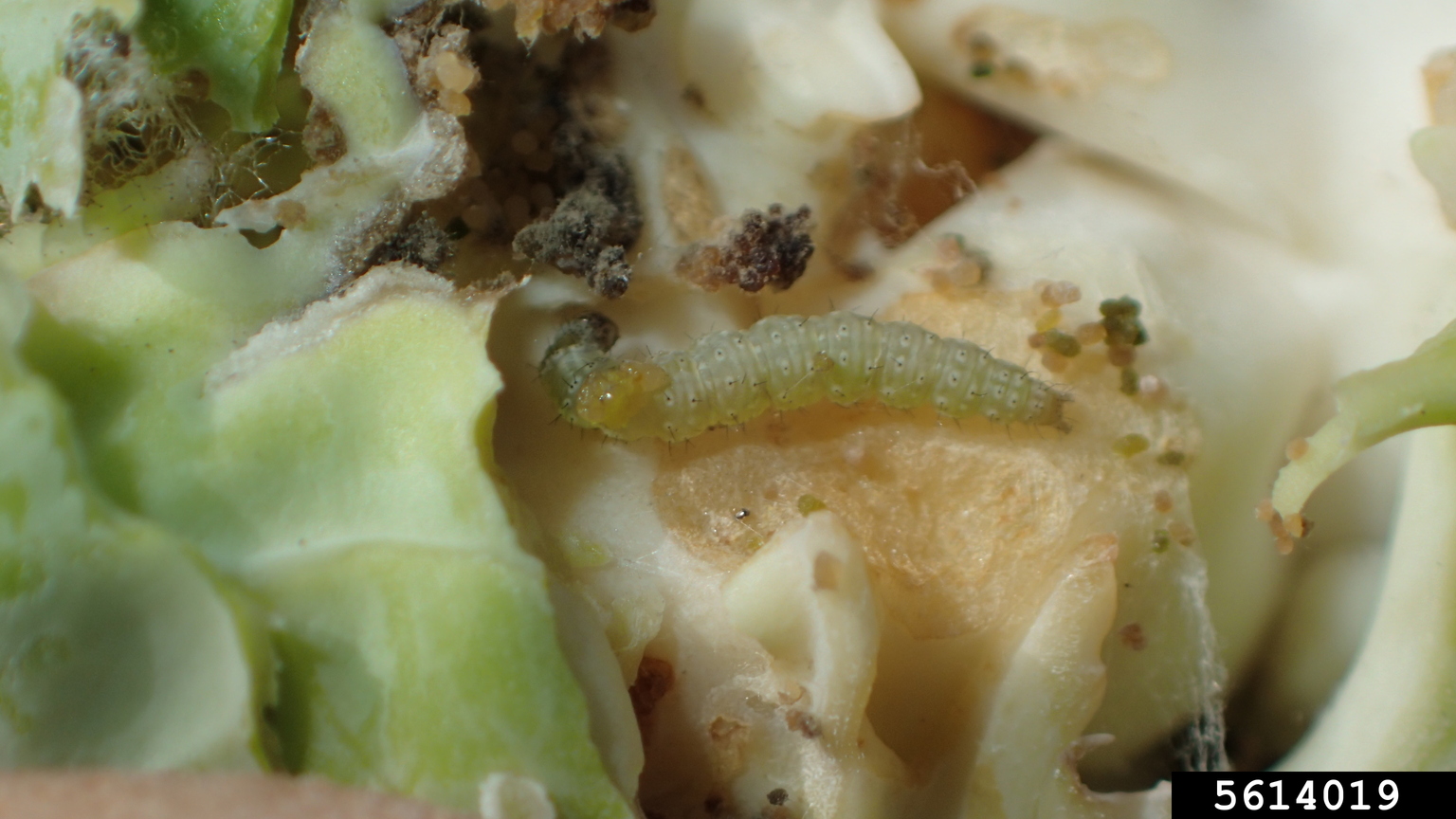 diamondback moth (Plutella xylostella (Linnaeus))