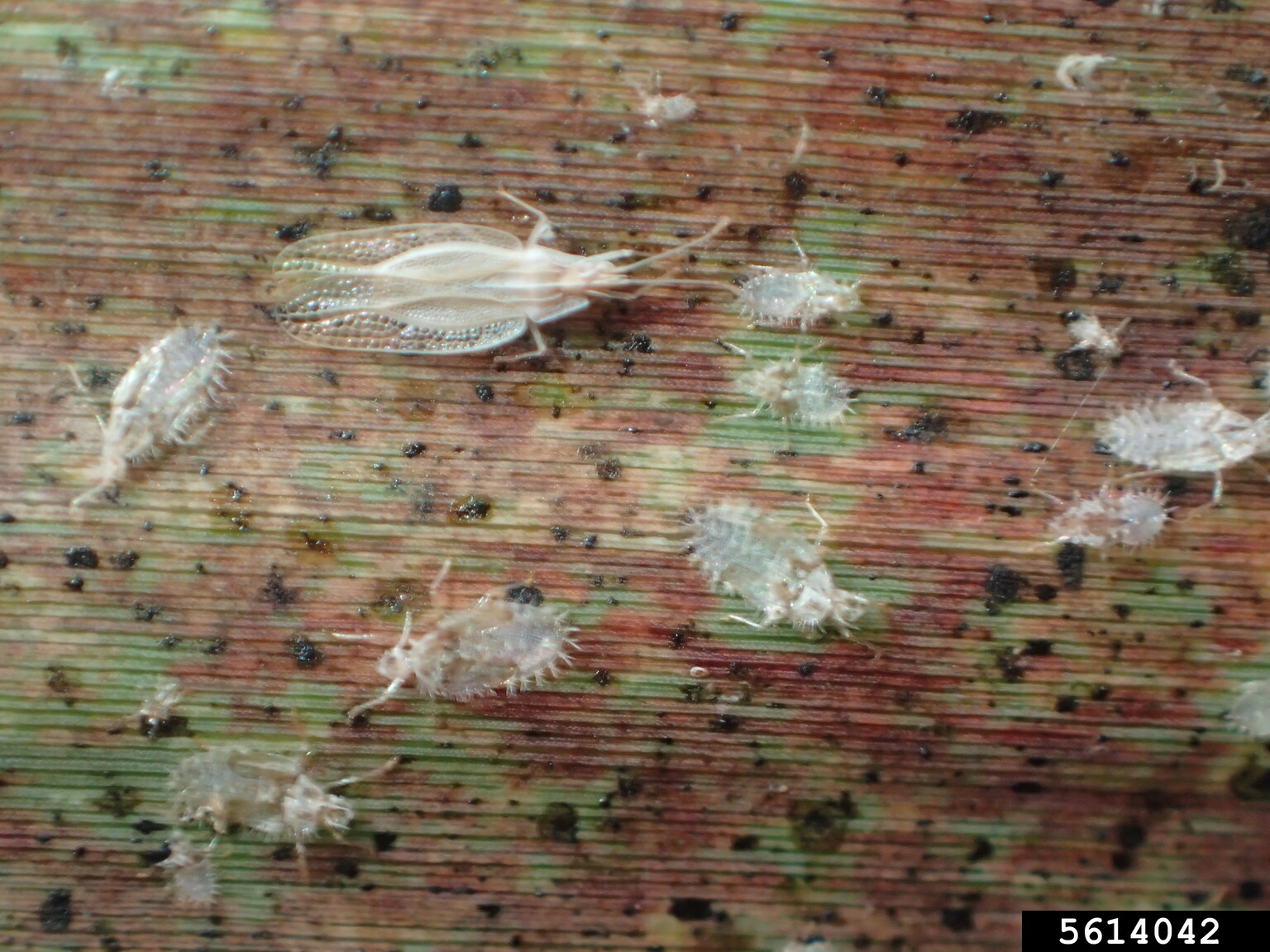 sugarcane lace bug (Leptodictya tabida)