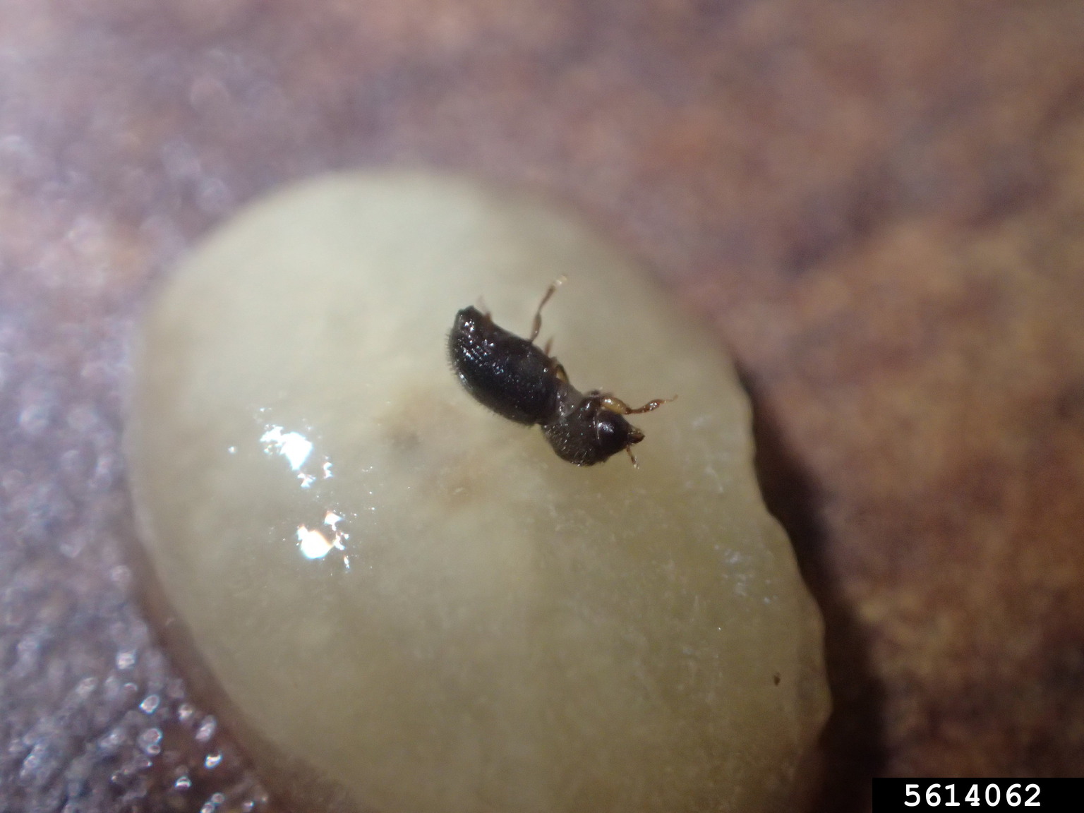 coffee berry borer (Hypothenemus hampei (Ferrari, 1867))