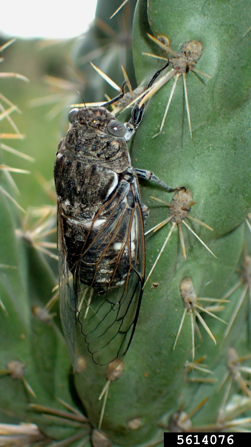 cactus dodger (Cacama valvata (Uhler, 1888))