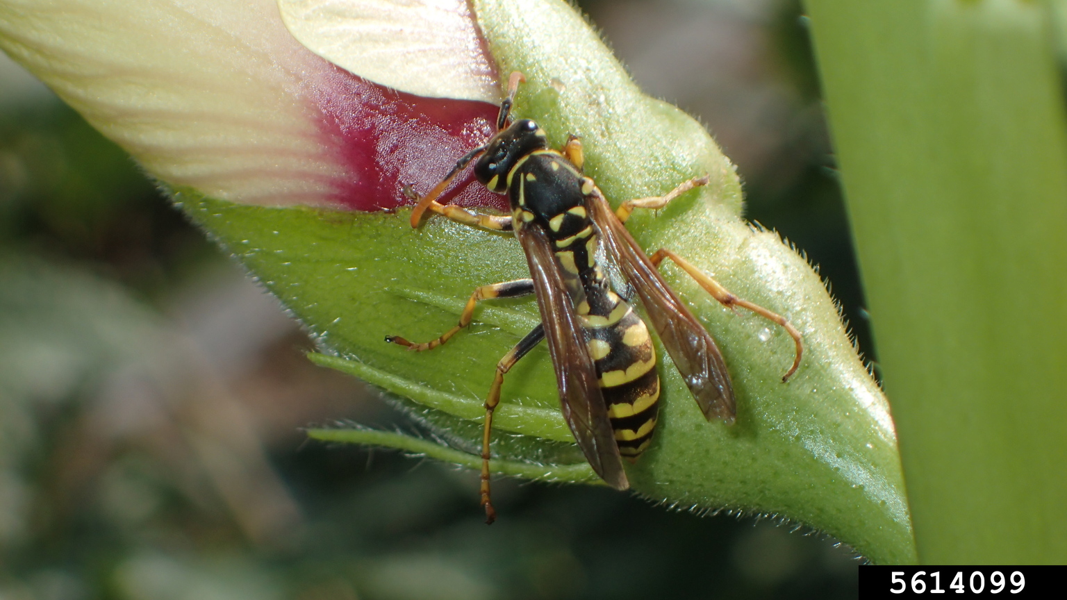 European paper wasp (Polistes dominula (Christ))