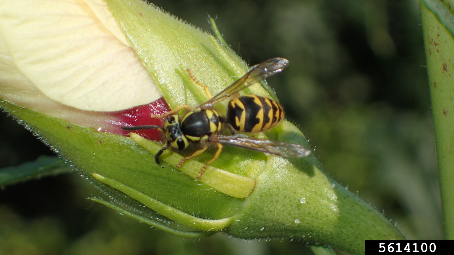 western yellowjacket (Vespula pensylvanica (Saussure))