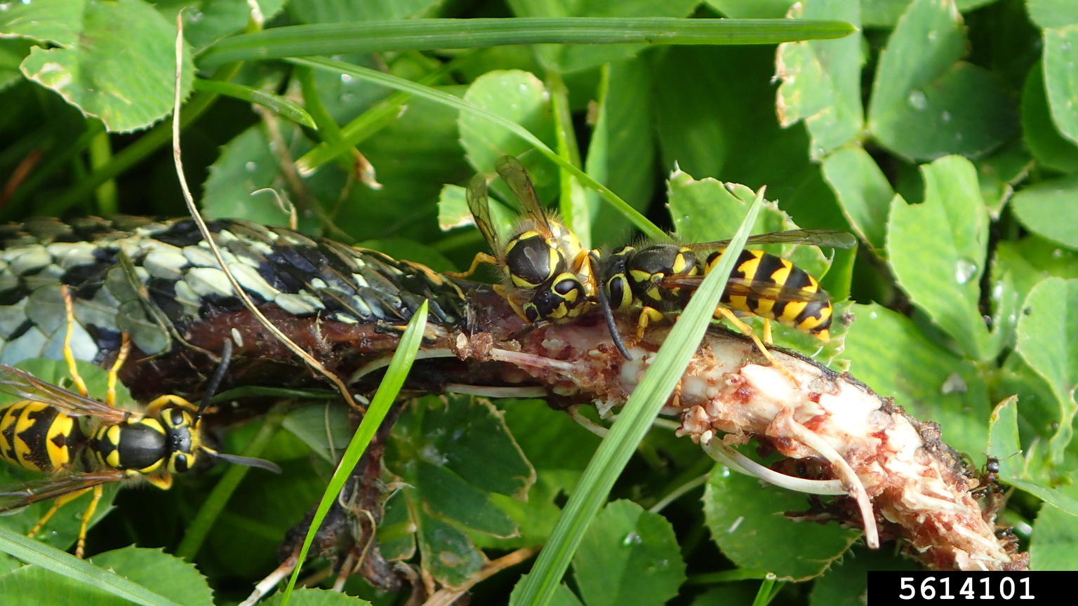 western yellowjacket (Vespula pensylvanica (Saussure))