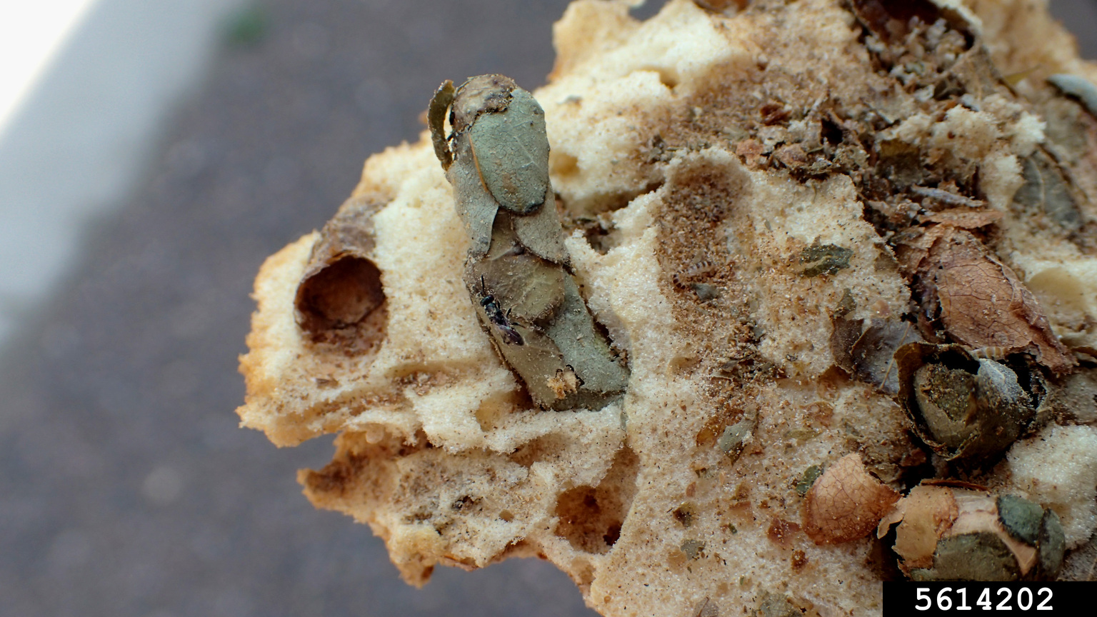 leafcutter bee (Genus Megachile Latreille, 1802)