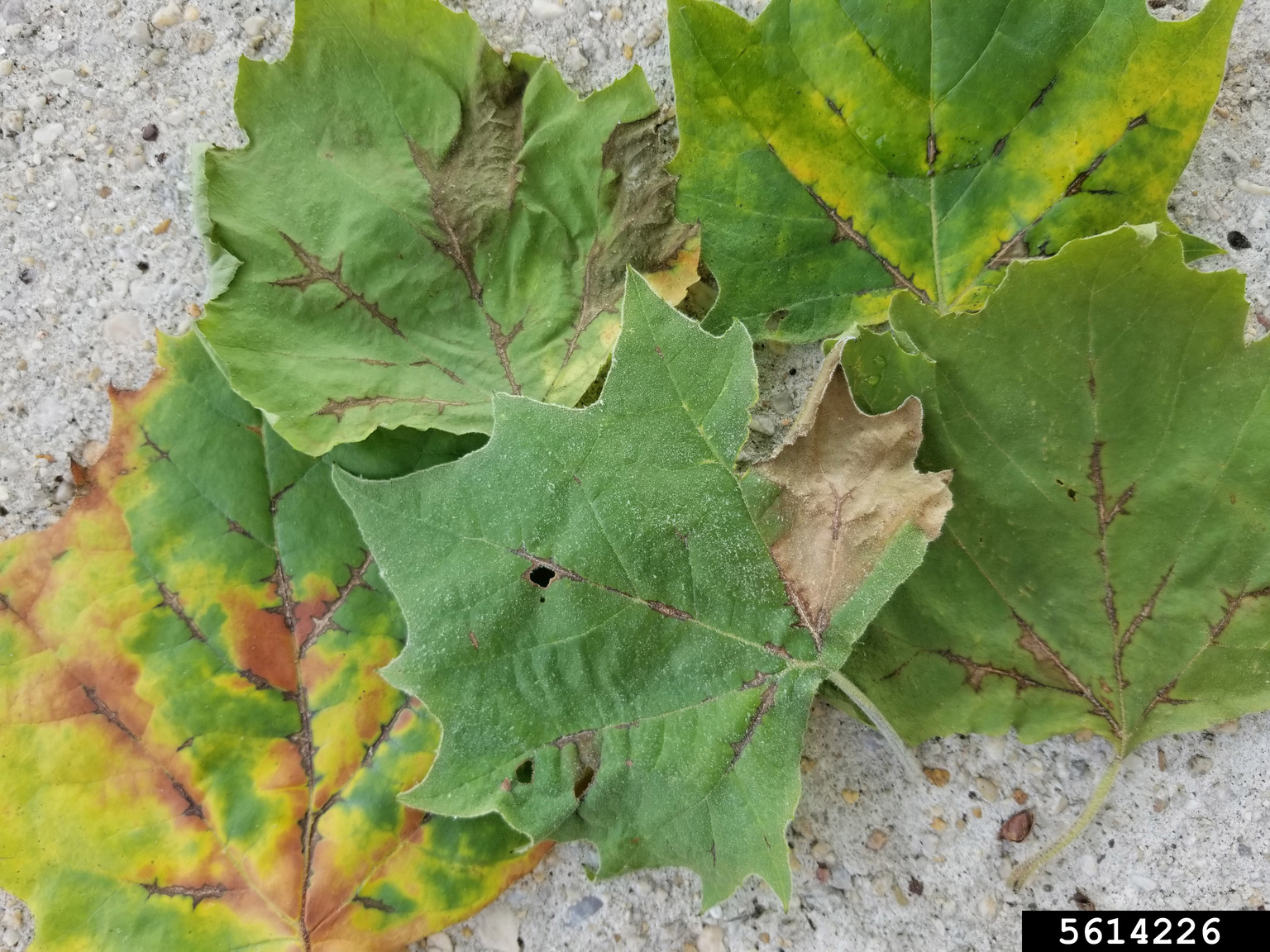 sycamore anthracnose (Apiognomonia veneta (Sacc. & Speg.) Hohn.)