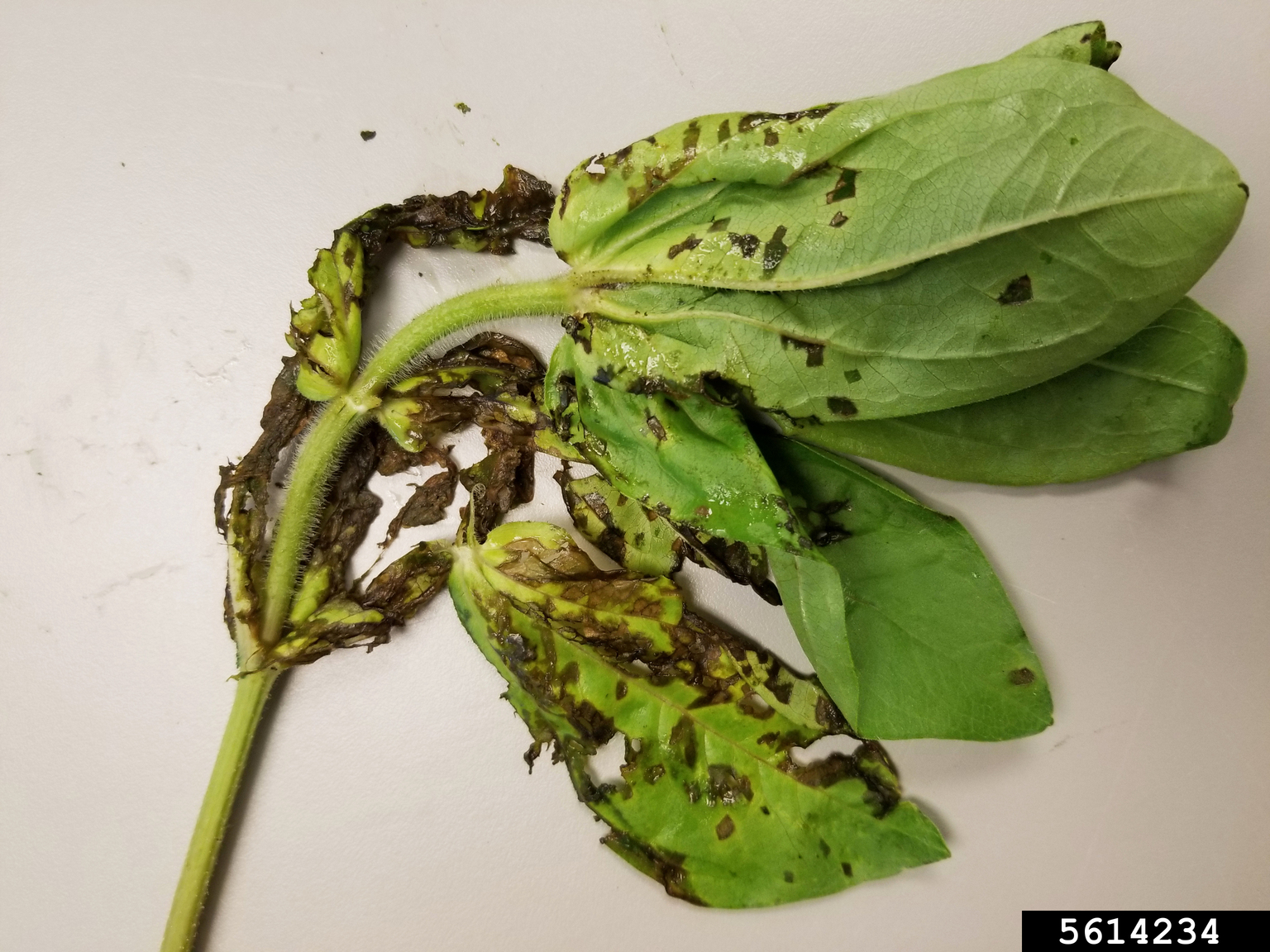 bacterial spot (Genus Xanthomonas)