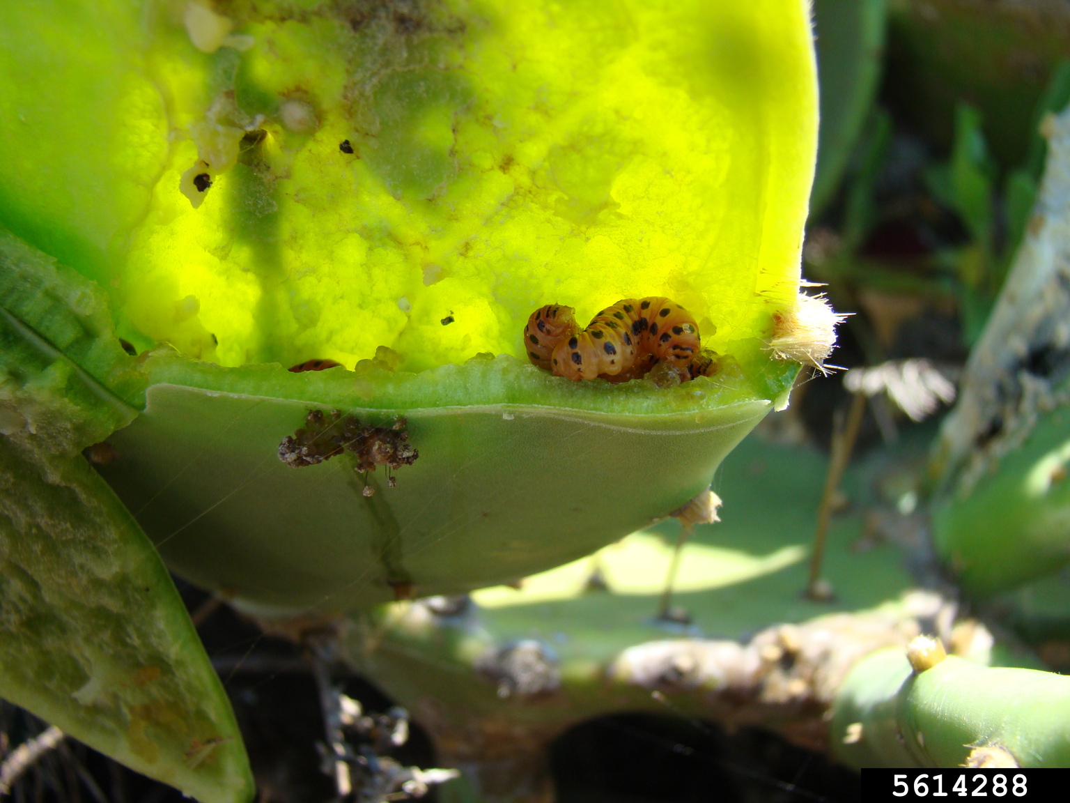 cactus moth (Cactoblastis cactorum (Berg))