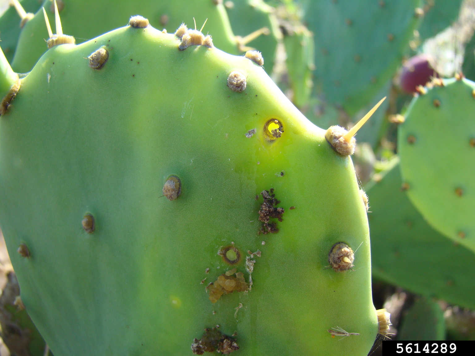 cactus moth (Cactoblastis cactorum (Berg))