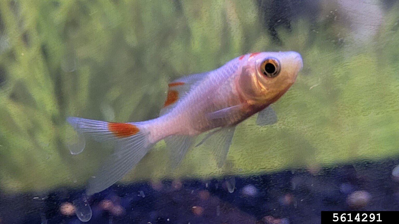 goldfish (Carassius auratus)