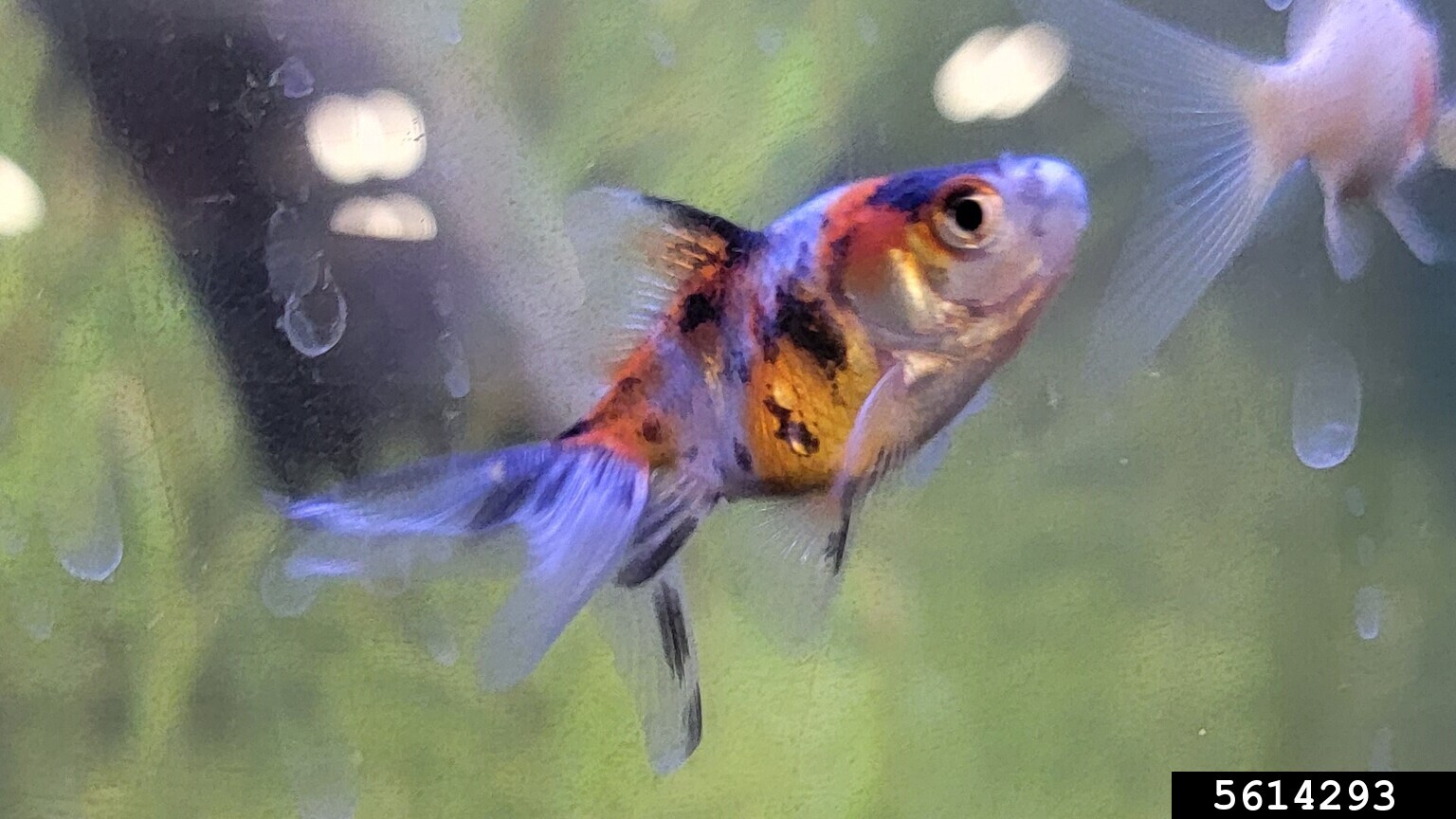 goldfish (Carassius auratus)