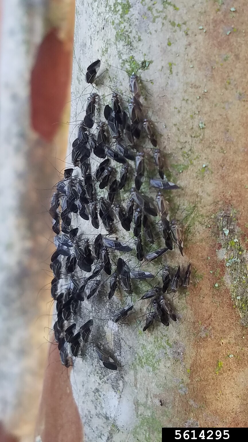 bark lice (Cerastipsocus venosus (Burmeister, 1839))