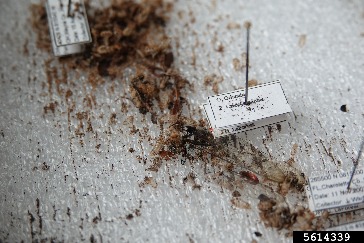 Dermestid beetles (Family Dermestidae)