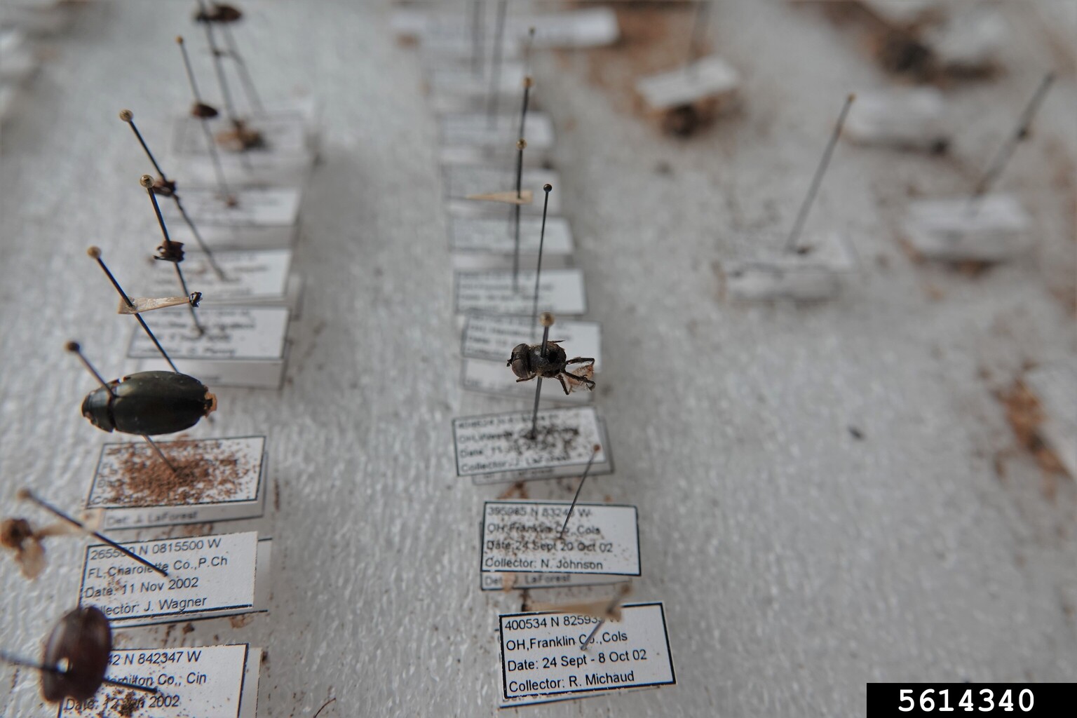 Dermestid beetles (Family Dermestidae)