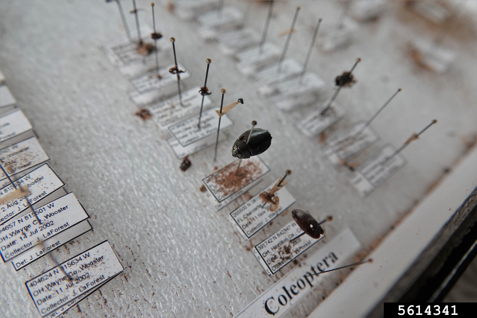 Dermestid beetles (Family Dermestidae)